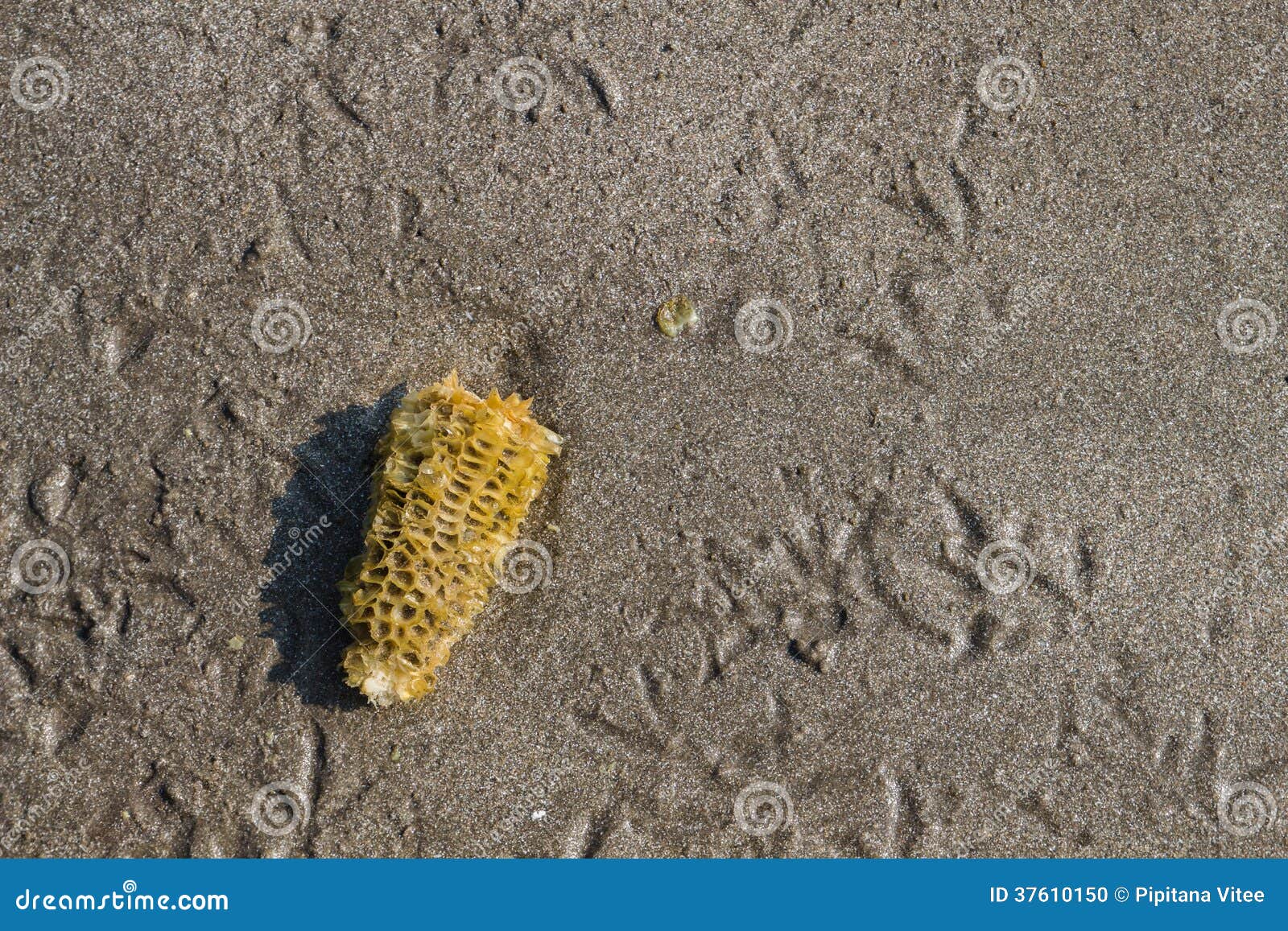 Brown Sand Popcorn Beach Texture Stock Photos - Free & Royalty-Free ...