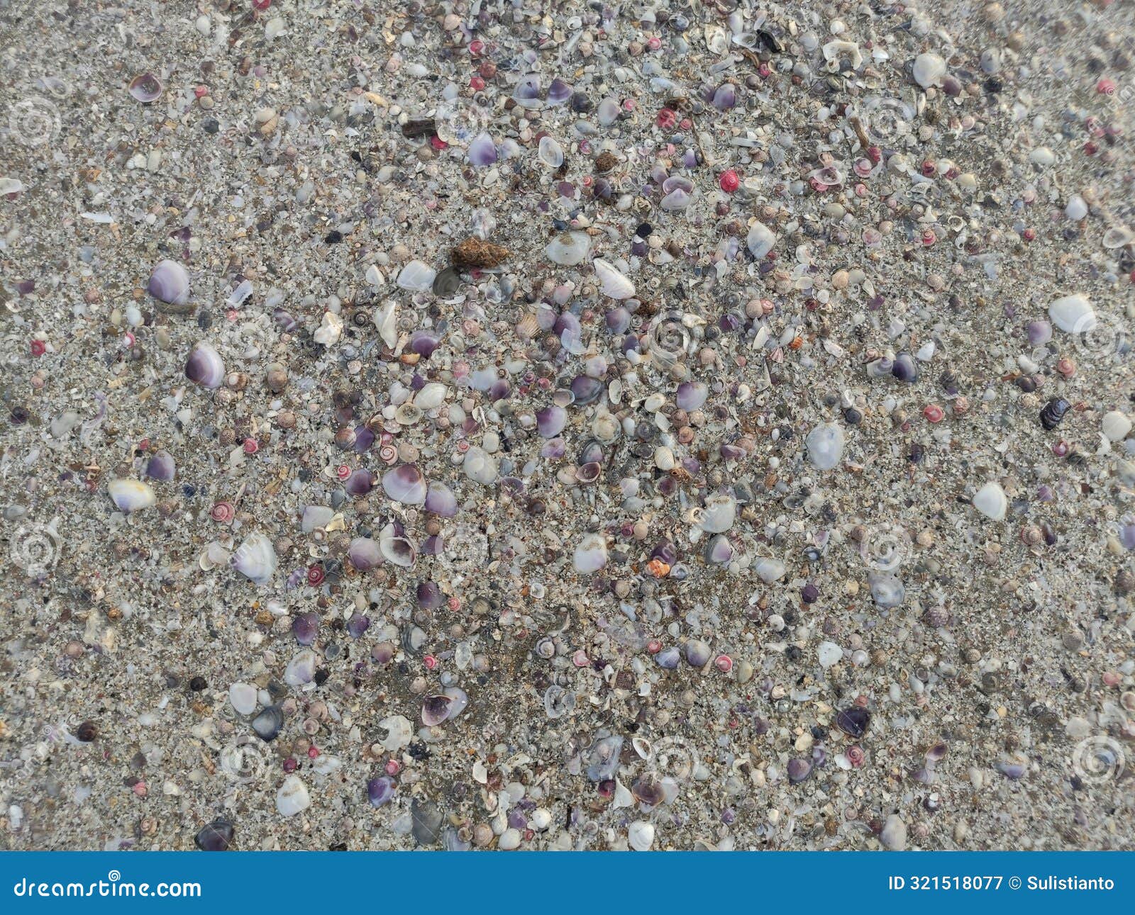 Brown Sandy Soil Texture with a Collection of Small Shells on the Beach ...