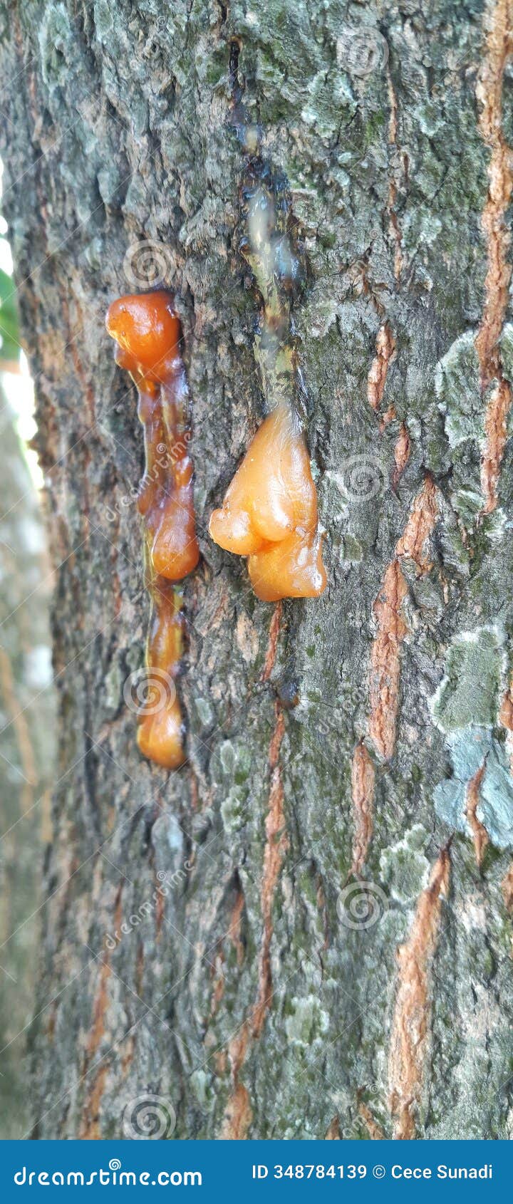 Brown Sap Comes Out of the Bark of the Mango Tree Mangifera when it is ...