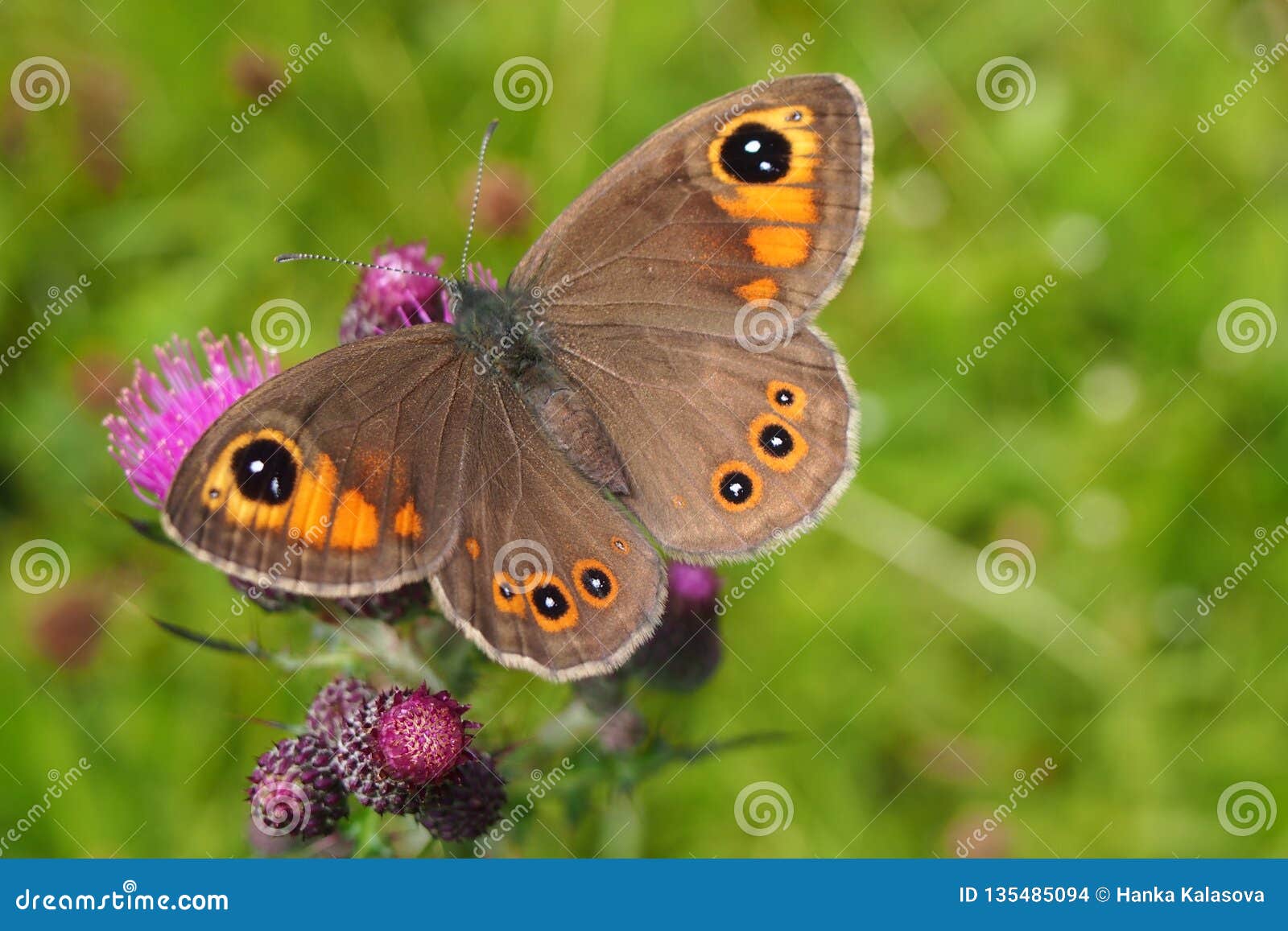 Brown Satyrinae on the Meadow Stock Photo - Image of heath, insect ...