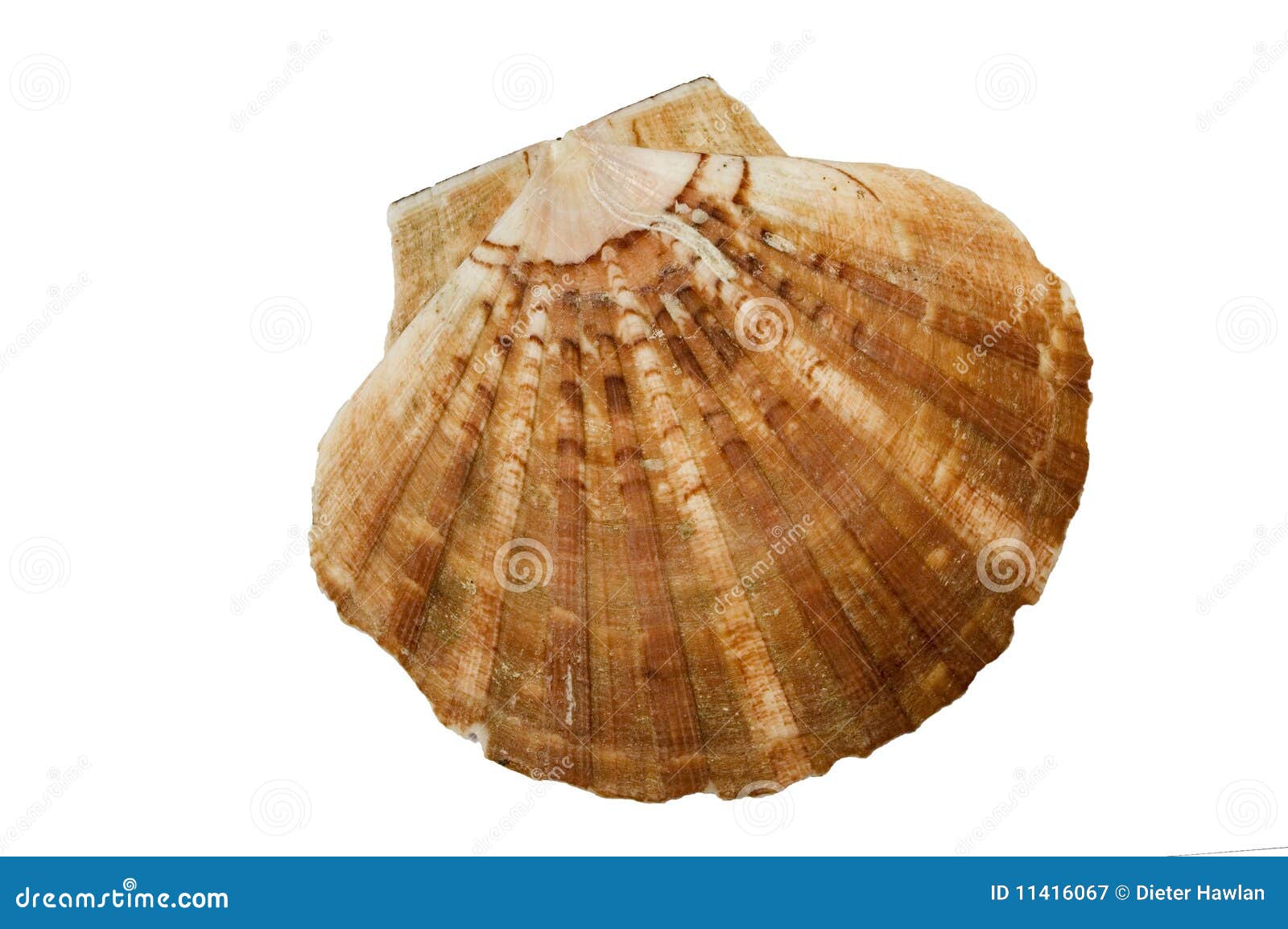 Scallop Shell Royalty-Free Stock Photo | CartoonDealer.com #2430717