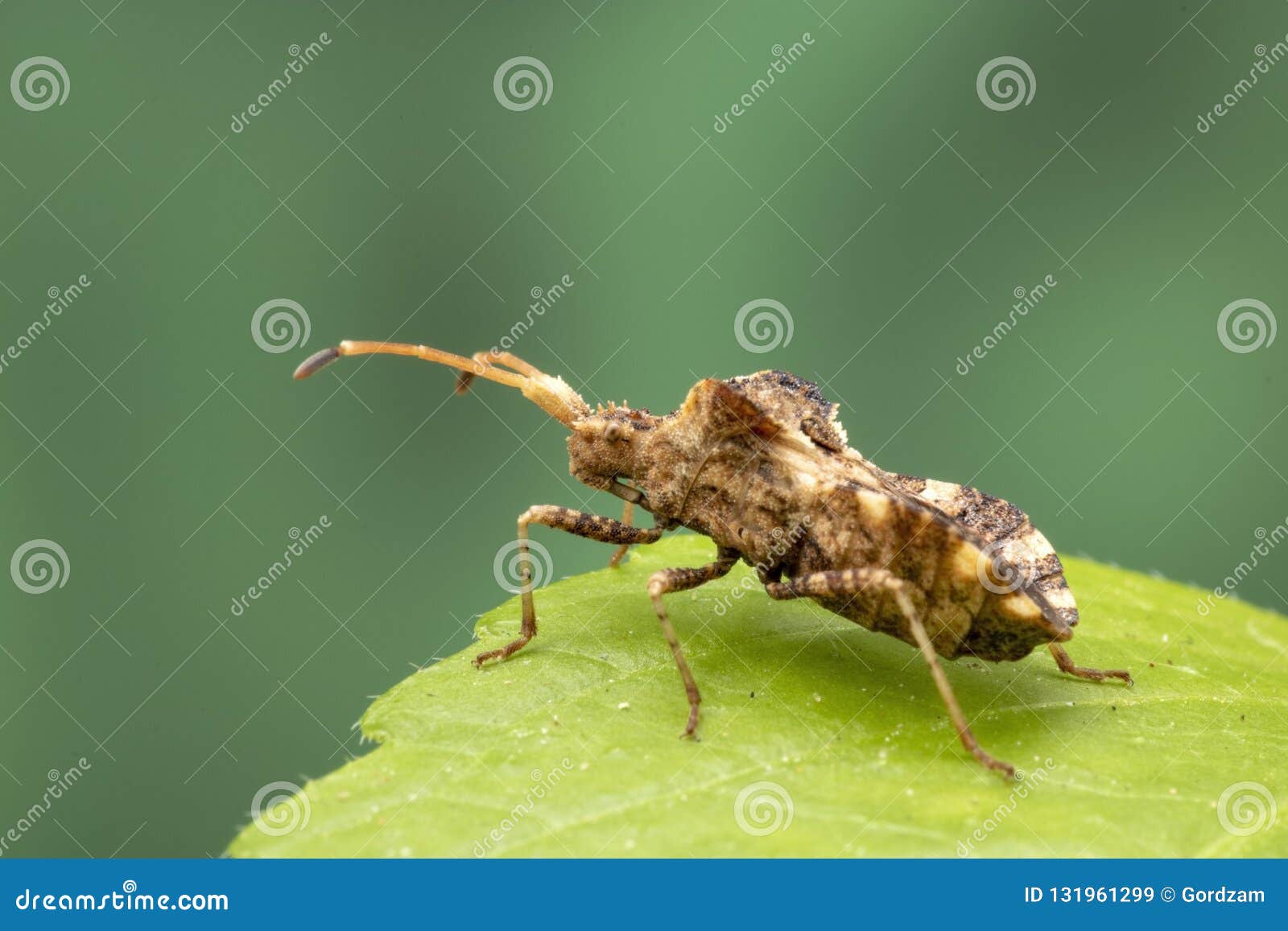 Brown-Schildwanze Coreus SP Stockbild - Bild von frech, makro: 131961299