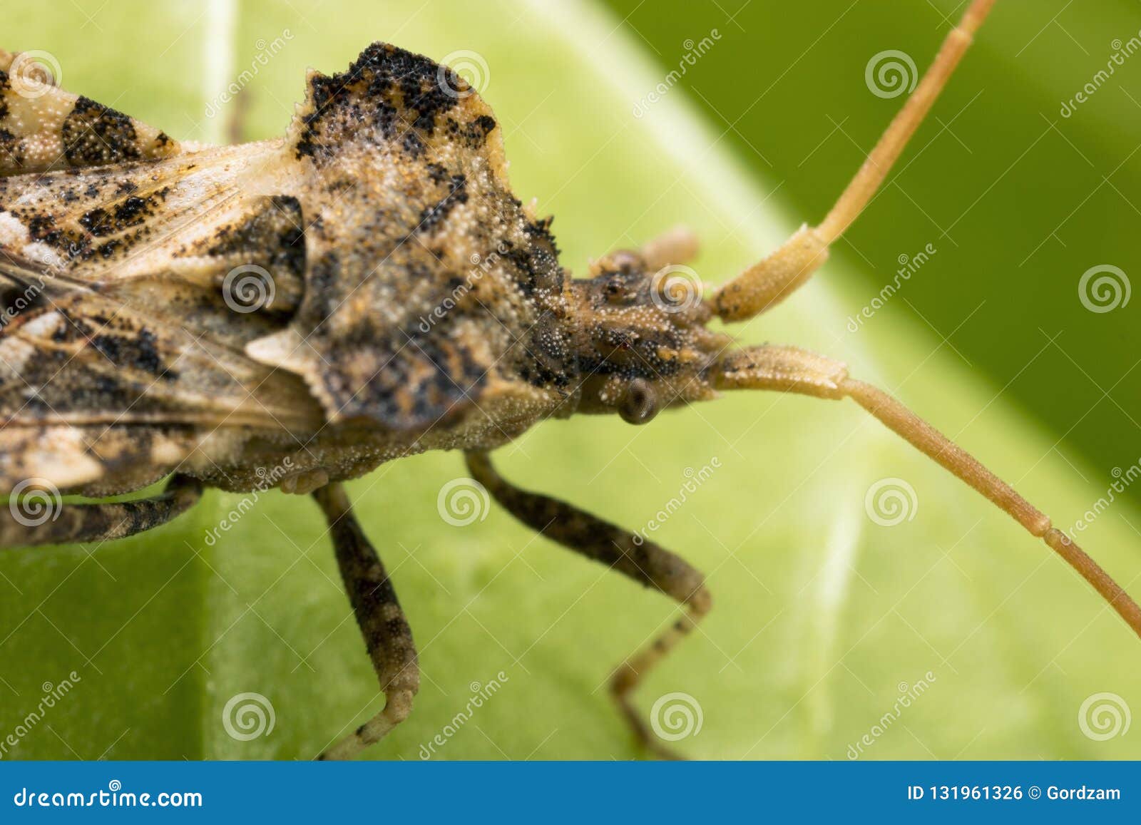 Brown-Schildwanze Coreus SP Stockfoto - Bild von wirklichkeit, plage ...