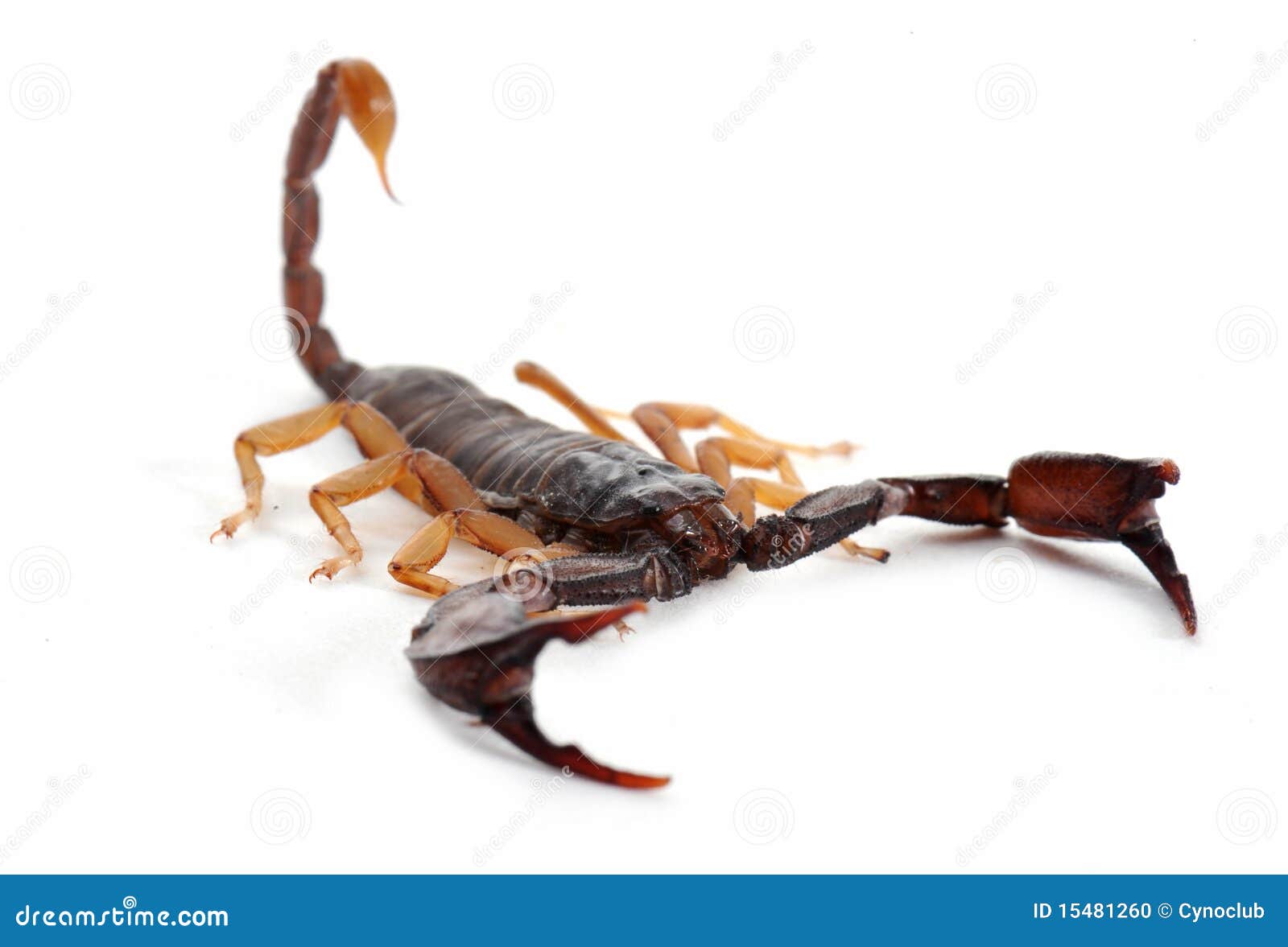 Brown scorpion stock photo. Image of isolated, danger - 15481260