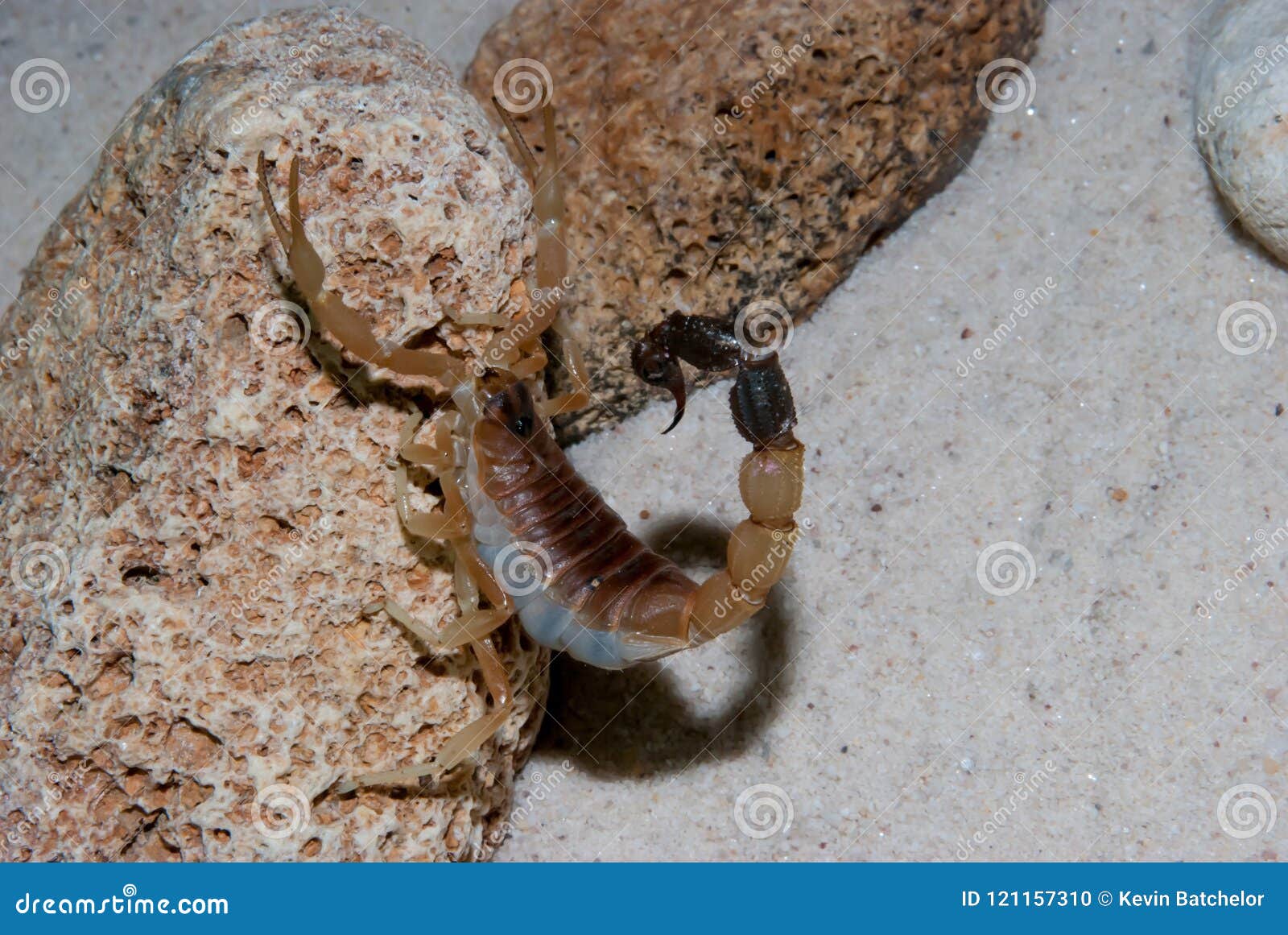 Brown Scorpion stock photo. Image of animal, animals - 121157310