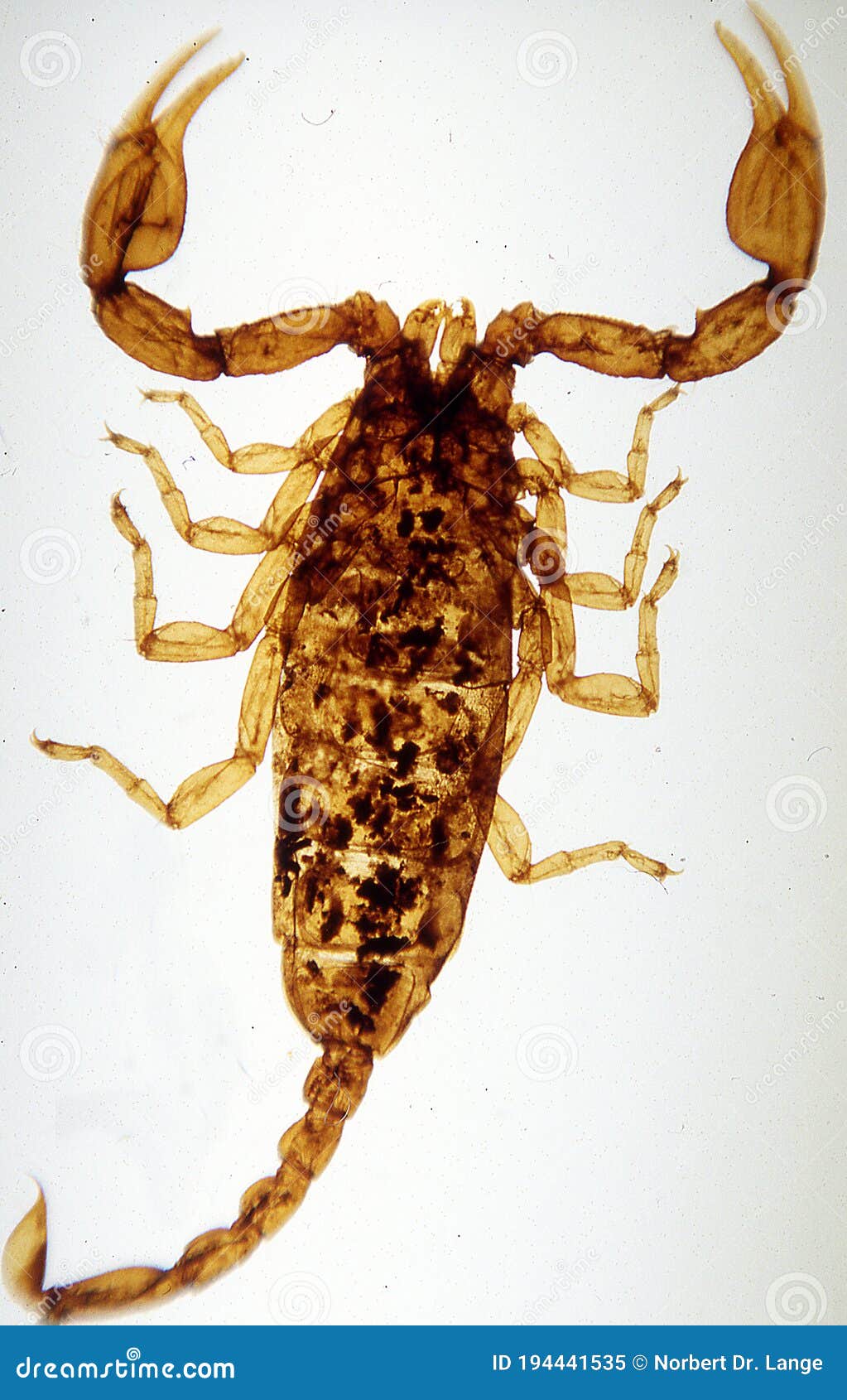 Brown scorpion with pliers stock image. Image of chitin - 194441535