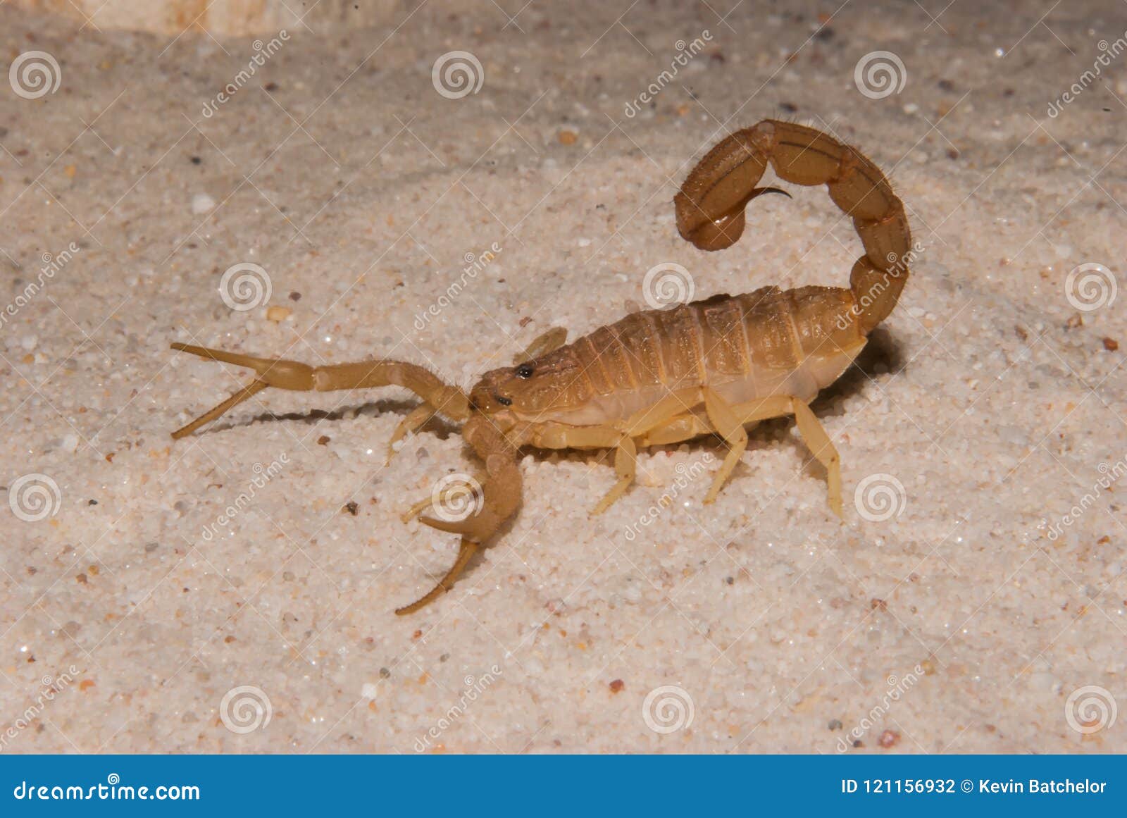 Brown Scorpion stock photo. Image of single, horror - 121156932