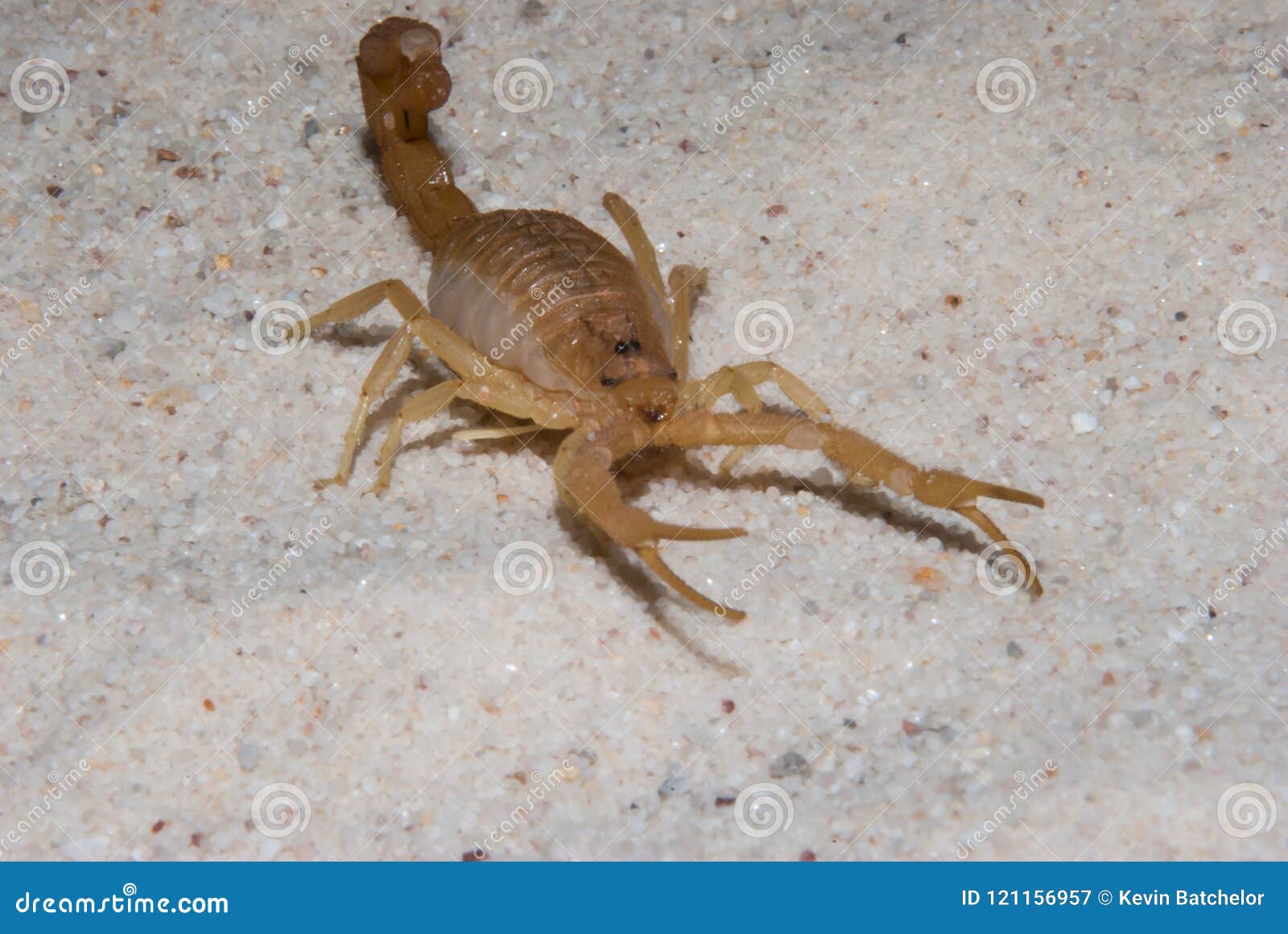 Brown Scorpion stock image. Image of claws, arachnophobia - 121156957