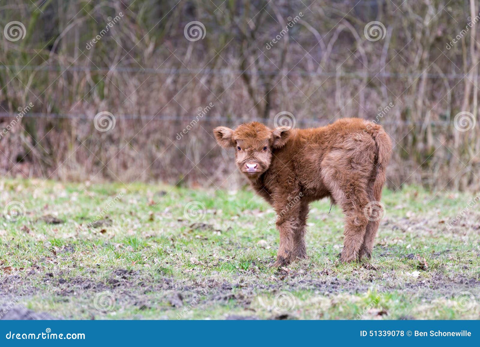 Brown Scottish Highlander Calf in Meadow Stock Photo - Image of cattle ...