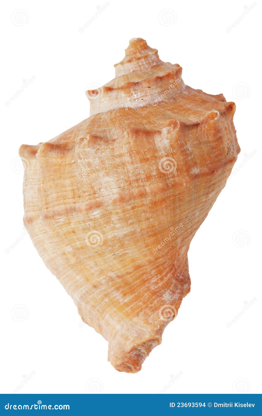 The brown sea shell stock photo. Image of brown, limestone - 23693594