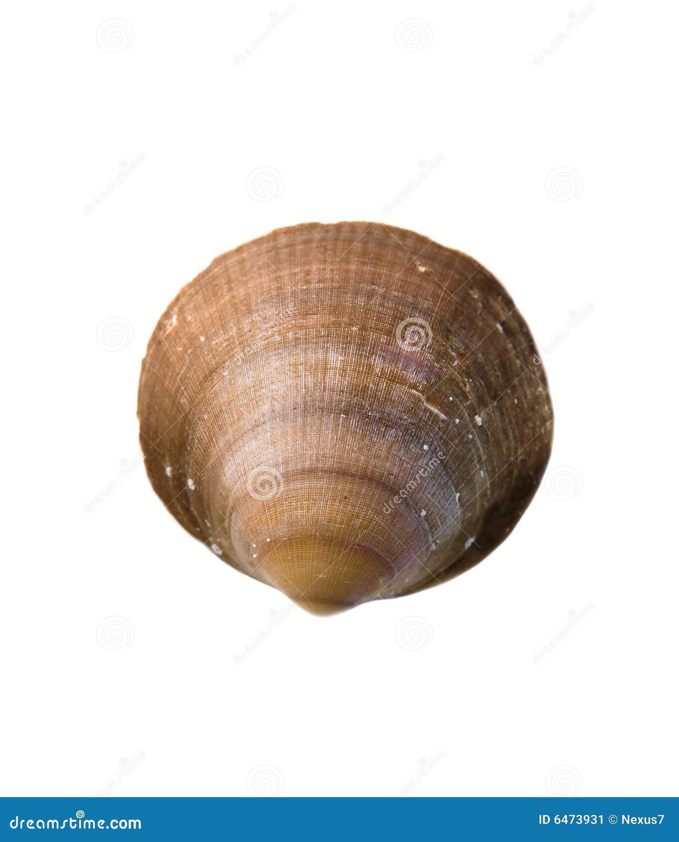 Brown Sea Shell stock image. Image of life, shell, nature - 6473931