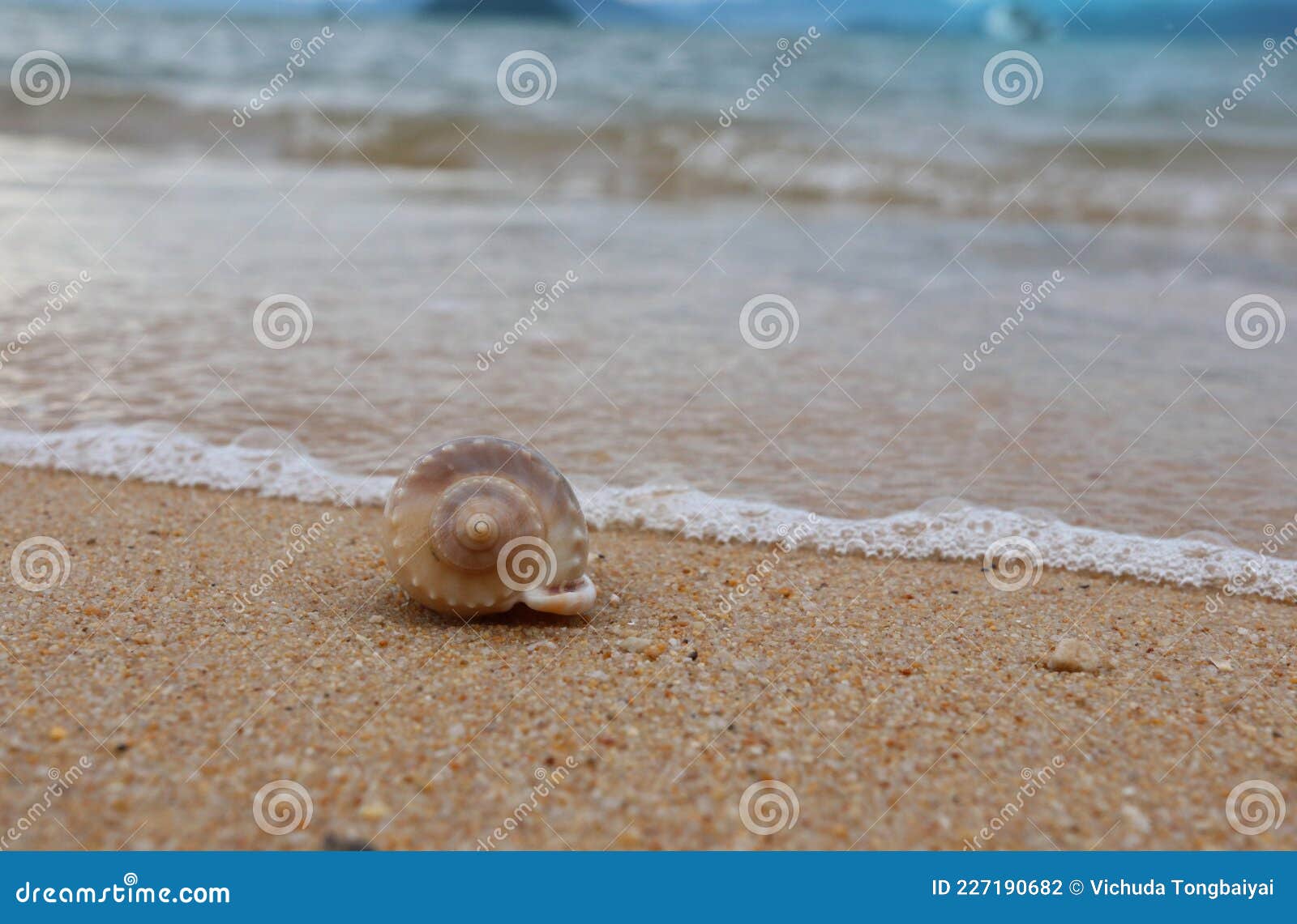 Brown Sea Shell Nature Scene on the Beach Stock Photo - Image of ground ...