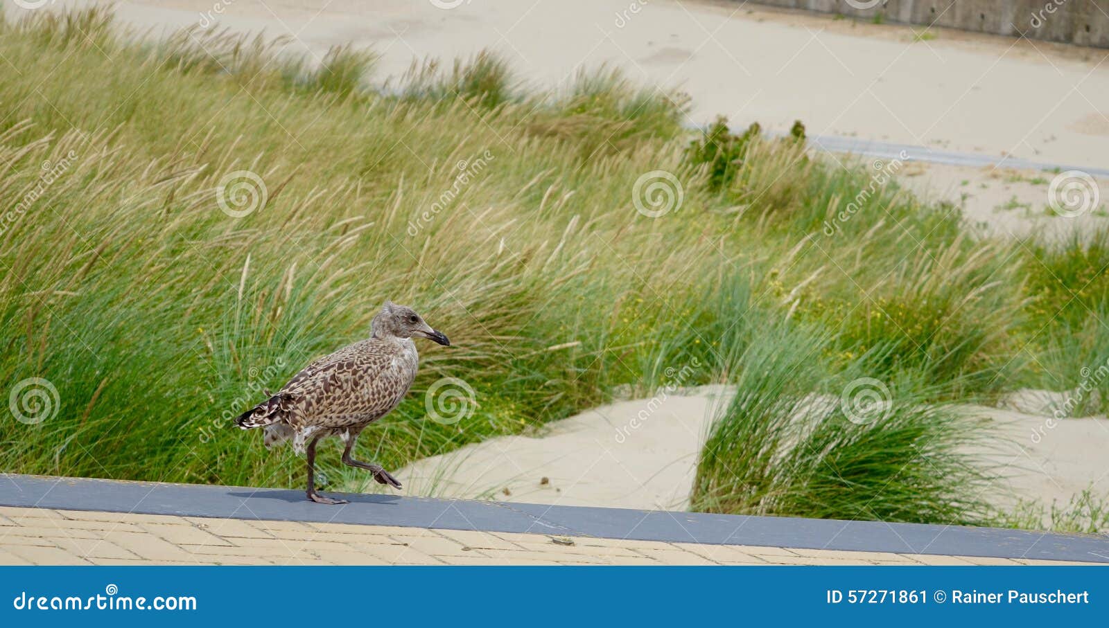 Brown Seagull Running in a Dune Stock Image - Image of slice, sandy ...