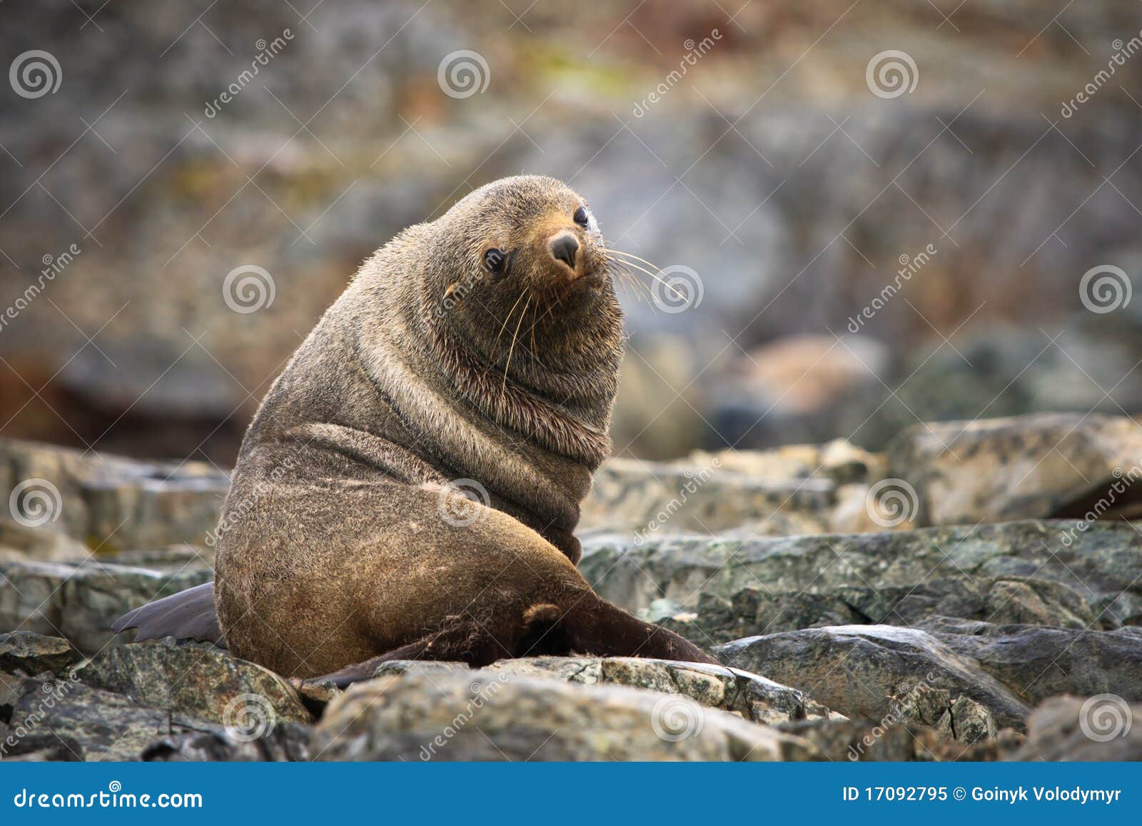 The brown seal stock image. Image of outdoors, aquatic - 17092795