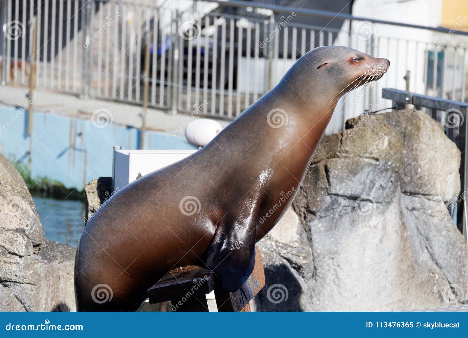The Brown Seal is Standing on the Stone at the Zoo Stock Image - Image ...