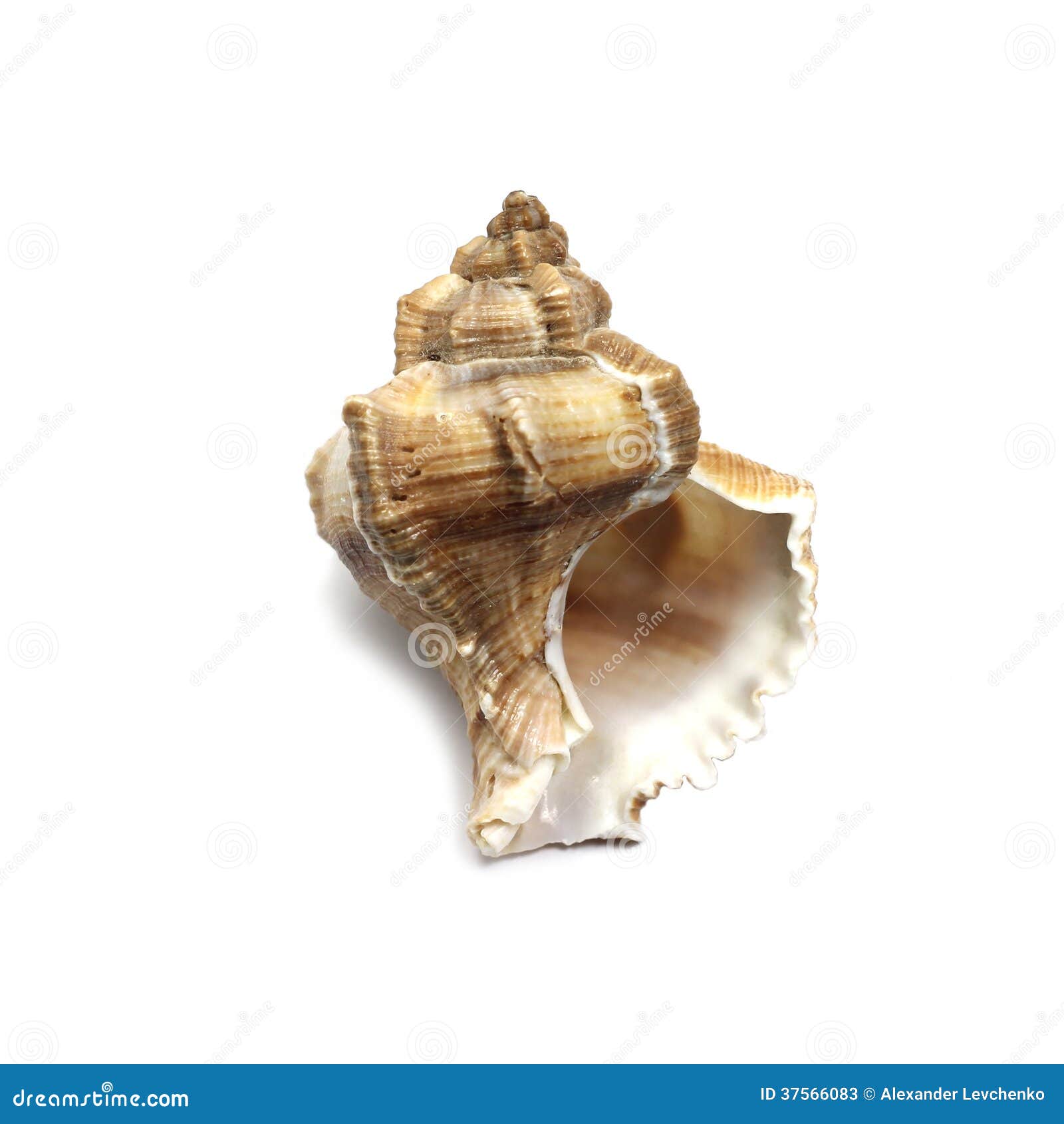 Brown seashell stock image. Image of exotic, animal, mother - 37566083