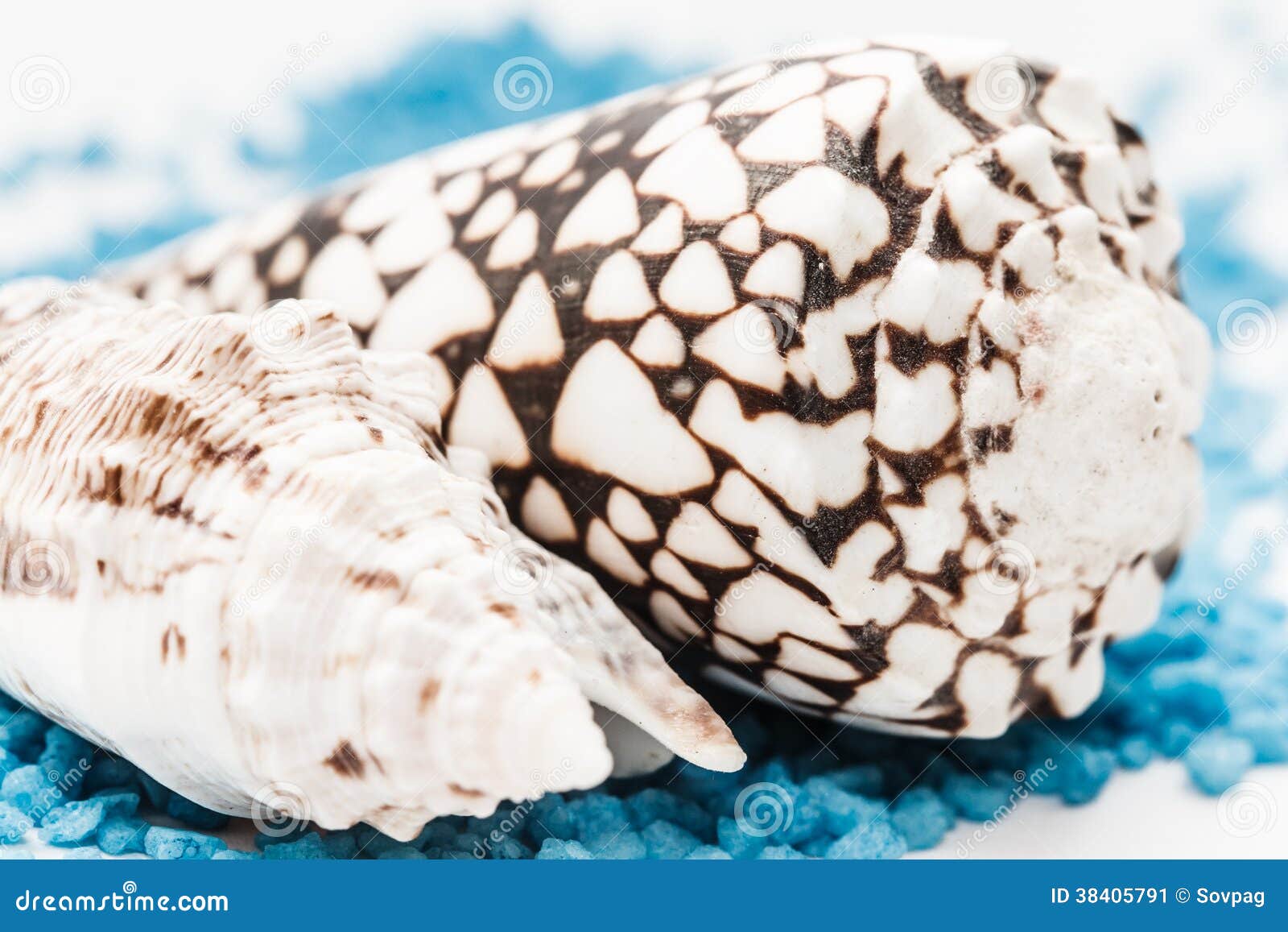 Brown seashell stock image. Image of creature, sand, calcareous - 38405791