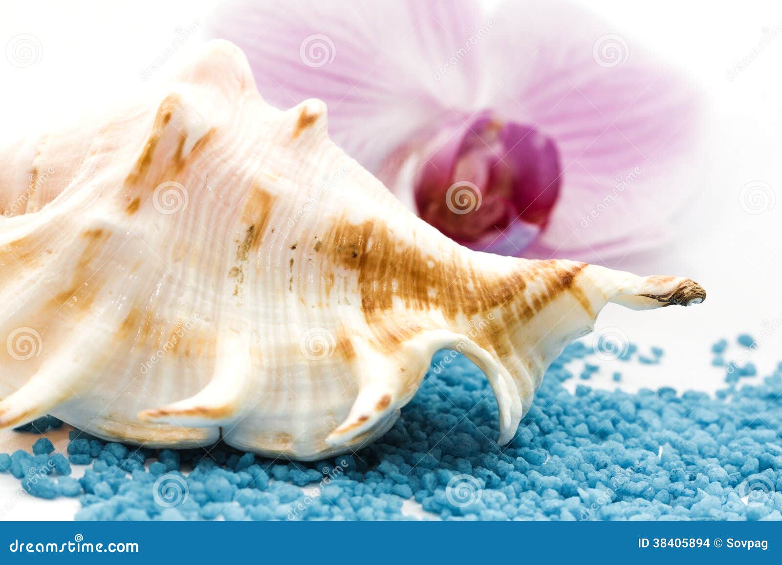 Brown seashell stock photo. Image of creature, lifestyle - 38405894