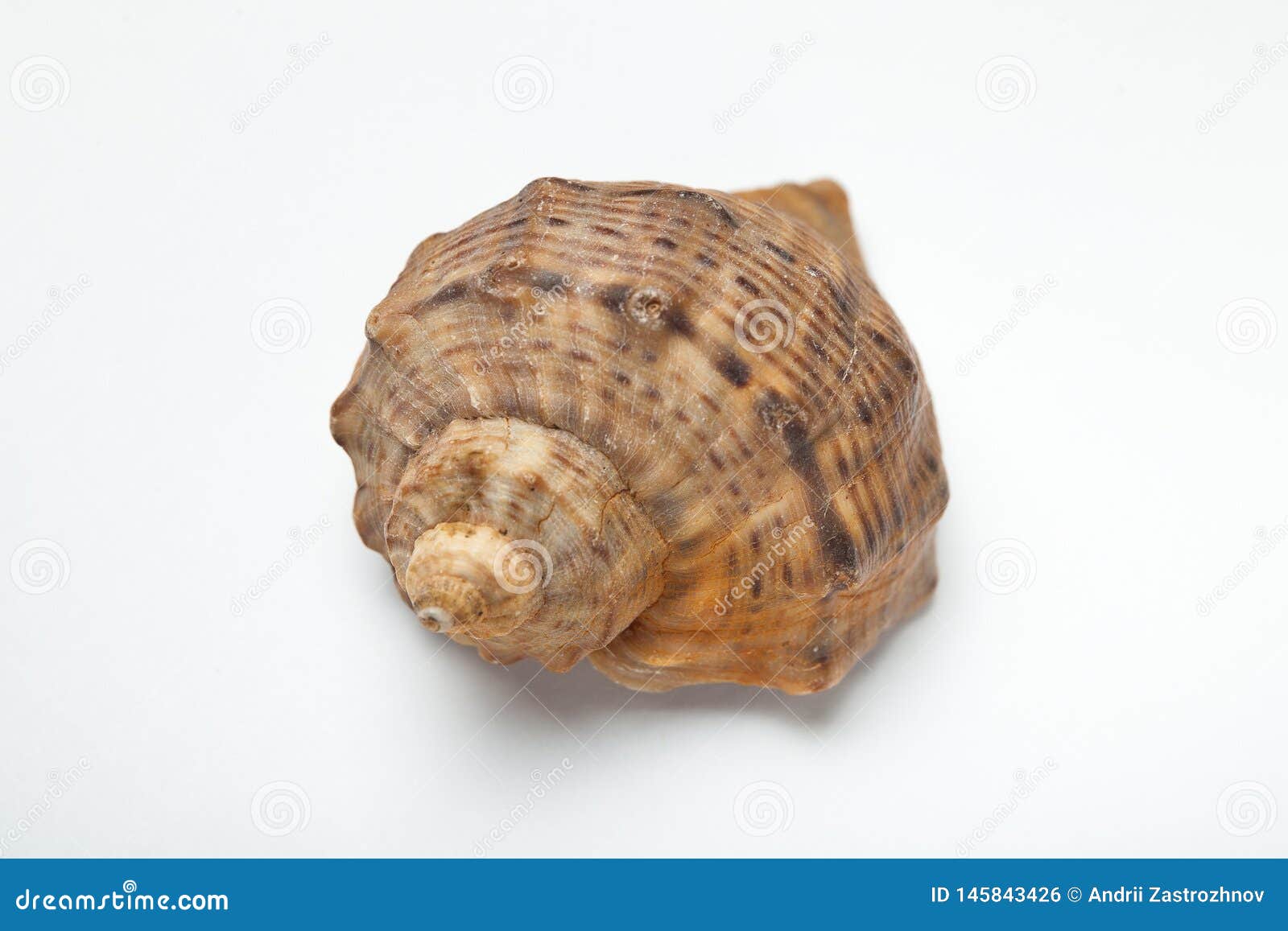 Brown Seashell on White Background, Close-up Stock Photo - Image of ...