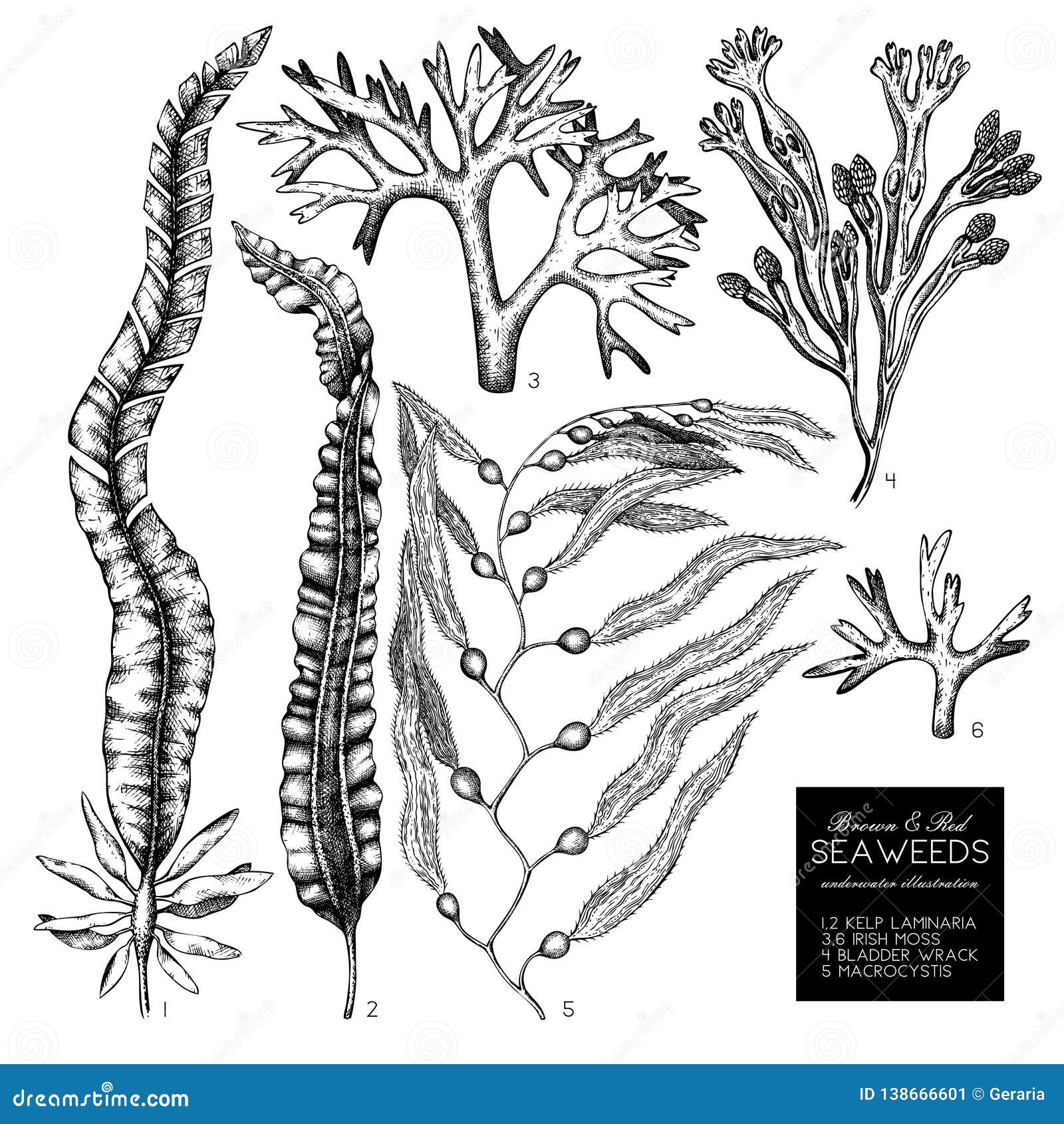 Vector Collection of Hand Drawn Seaweed Illustrations. Vintage Set of ...