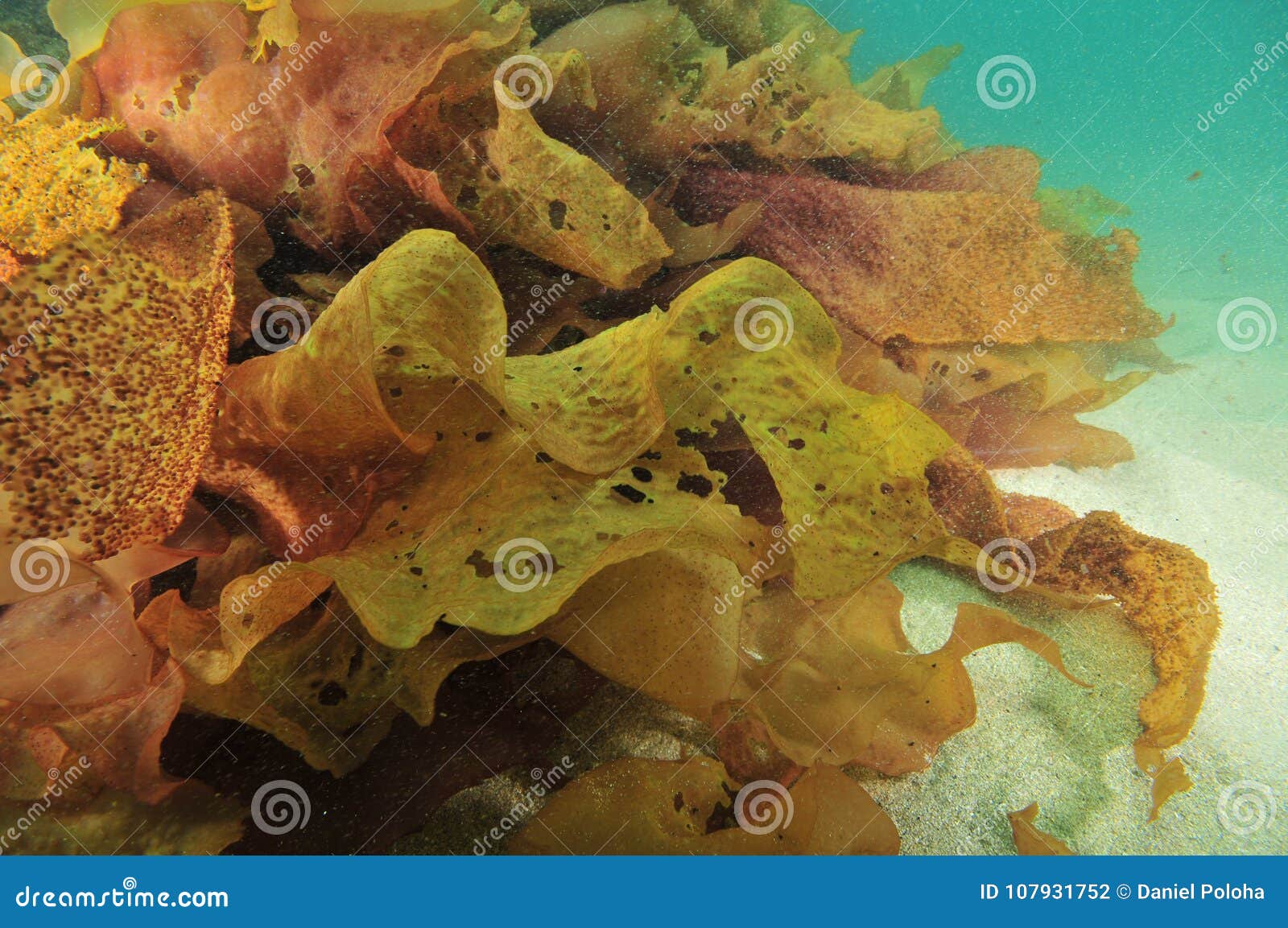 Brown seaweeds detail stock photo. Image of zealand - 107931752