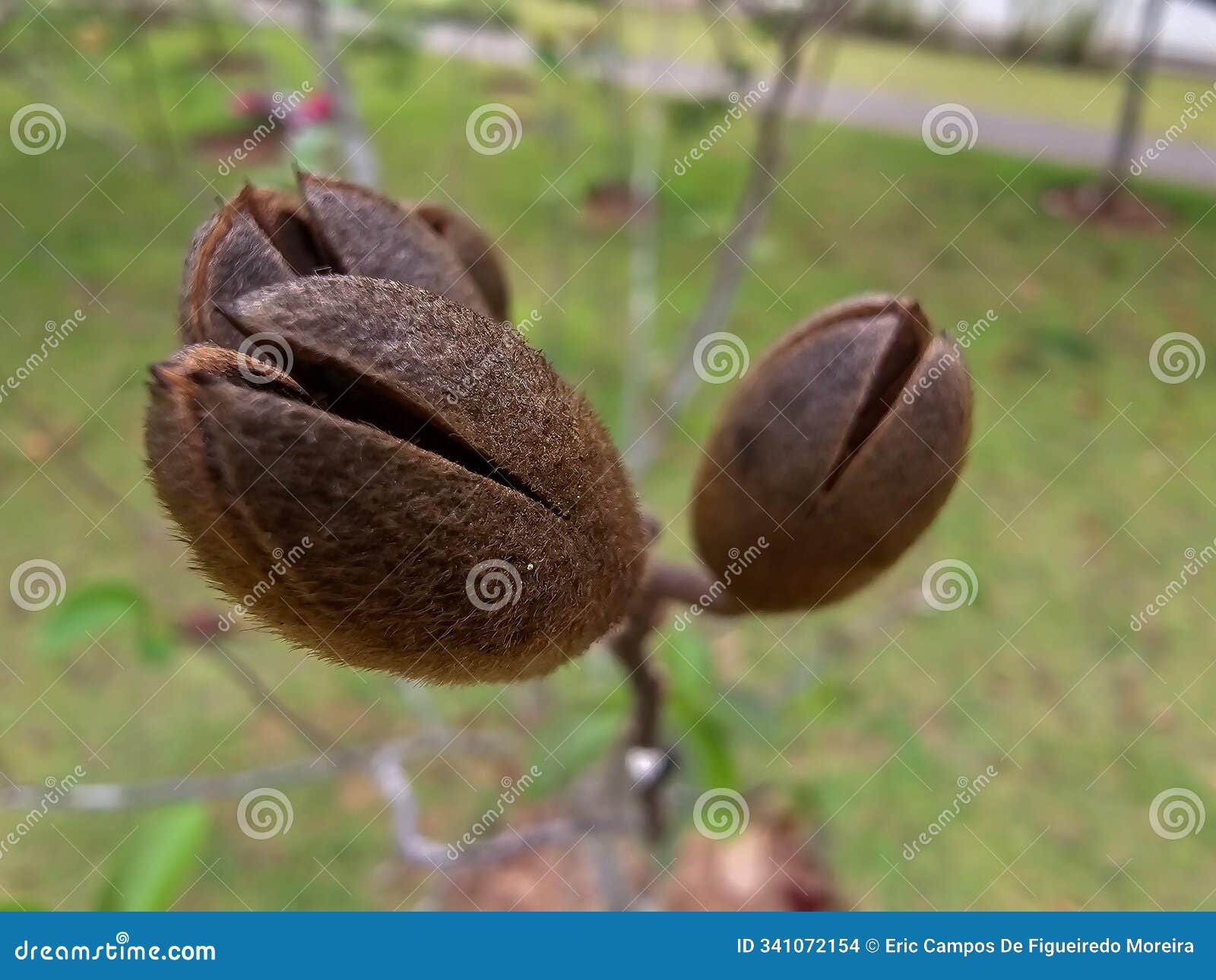 Brown Seed Husks on Green Grasses Stock Photo - Image of terrestrial ...