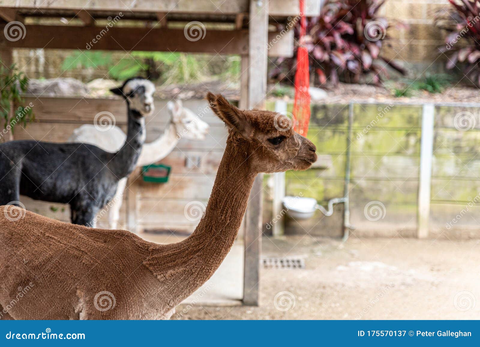 A Brown Shaved Llama in a Stable Stock Image - Image of america, head ...