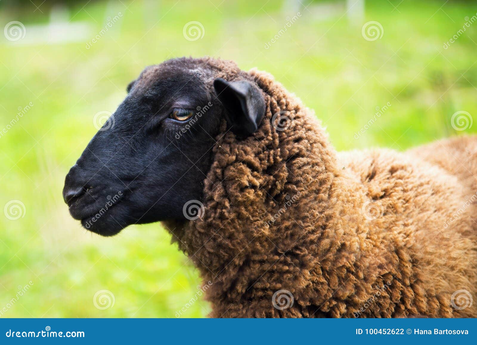 Sheep With Black Babies Farmhouse In The Yard. Stock Photography ...