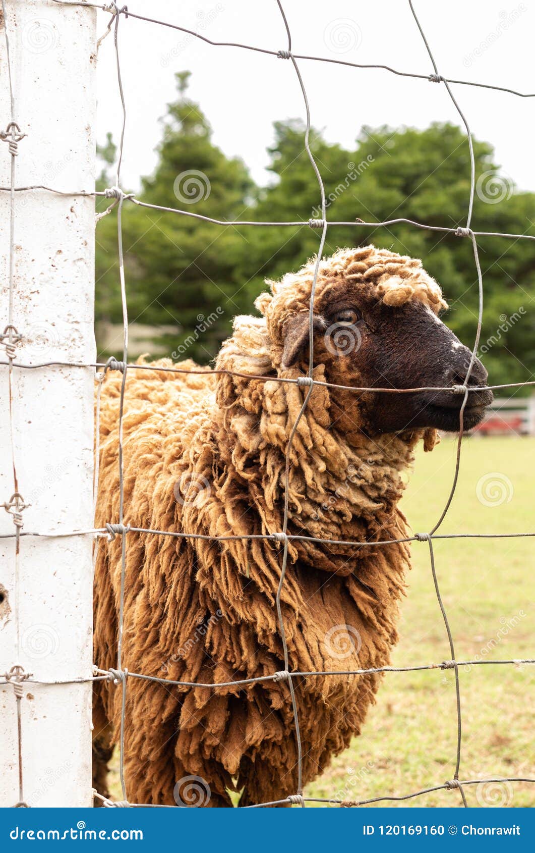 Brown sheep stock photo. Image of brown, meadow, grass - 120169160