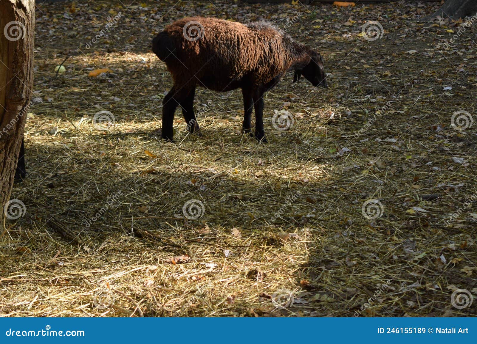 Brown sheep stock image. Image of scene, nature, sheep - 246155189