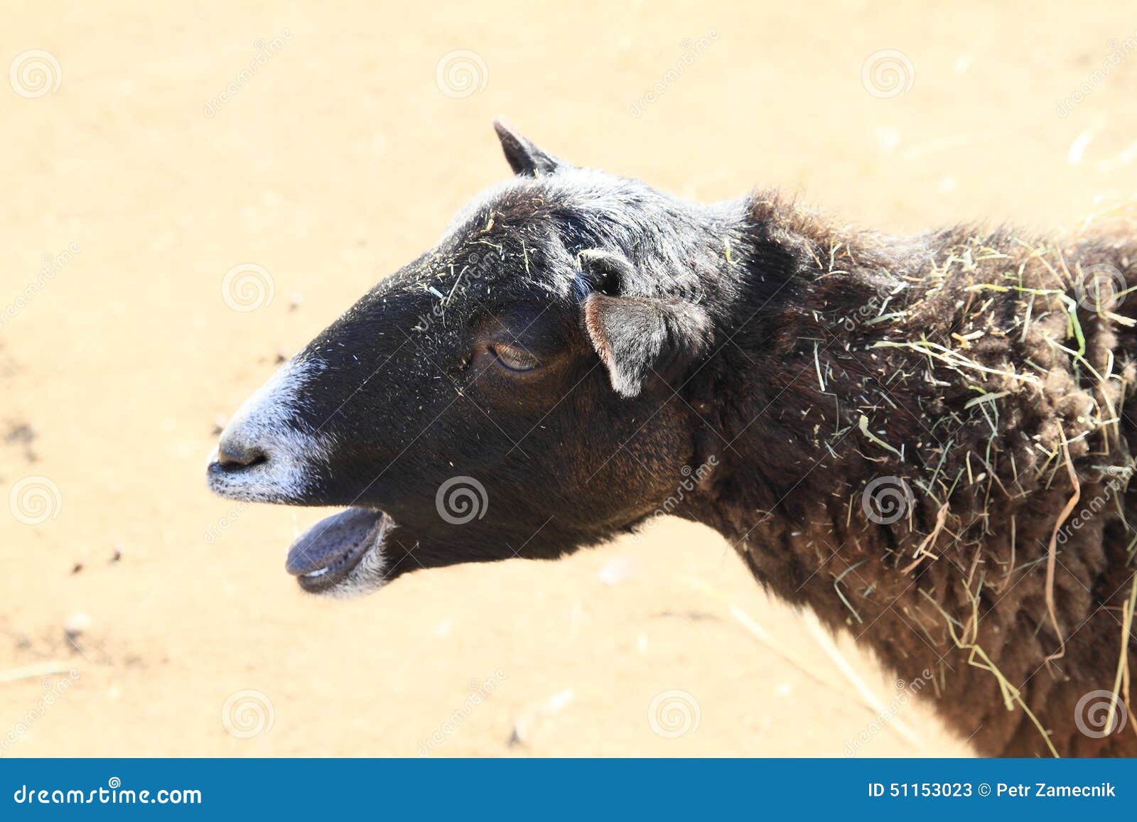Brown sheep stock image. Image of mammal, bleating, brown - 51153023