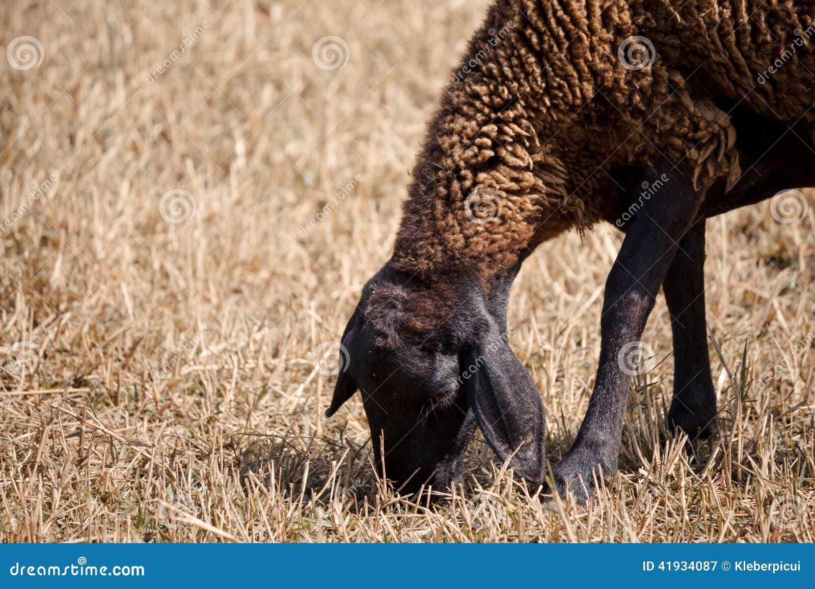 Brown Sheep Grazing on Field Stock Image - Image of mammals, breed ...