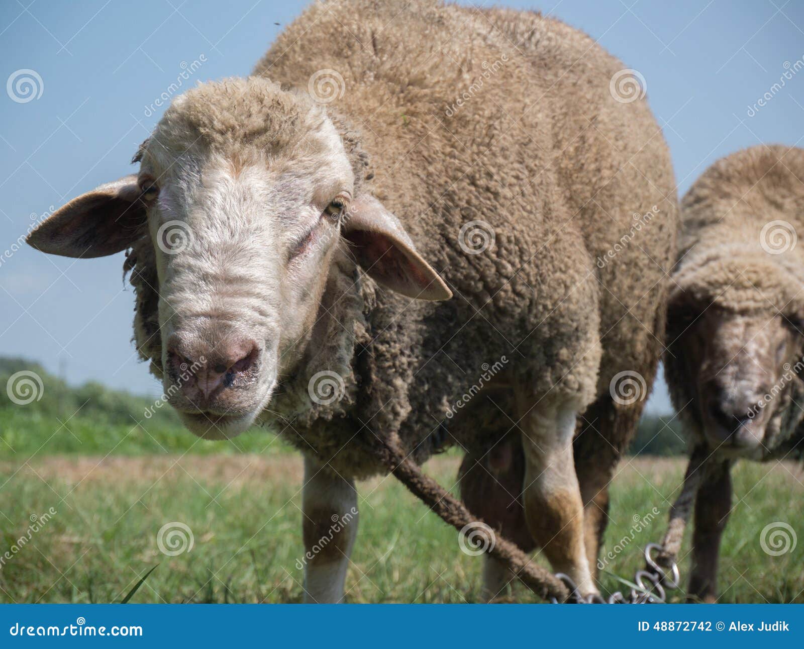 Brown sheep with long ears stock photo. Image of sheep - 48872742