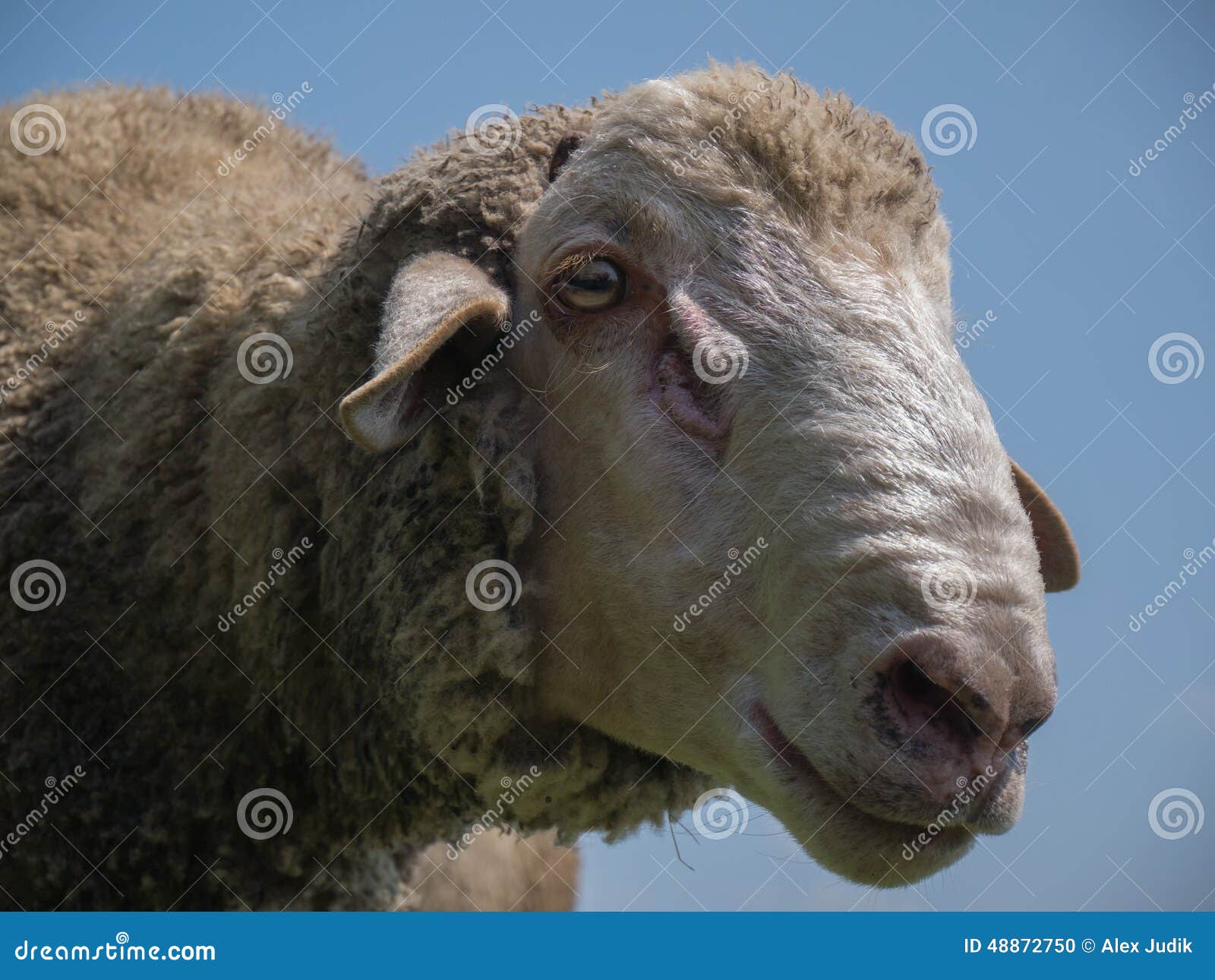 Brown sheep with long ears stock photo. Image of green - 48872750