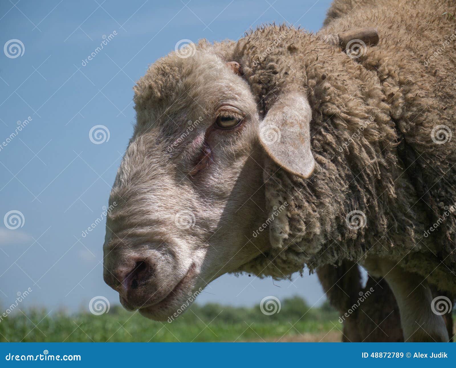 Brown sheep with long ears stock image. Image of head - 48872789