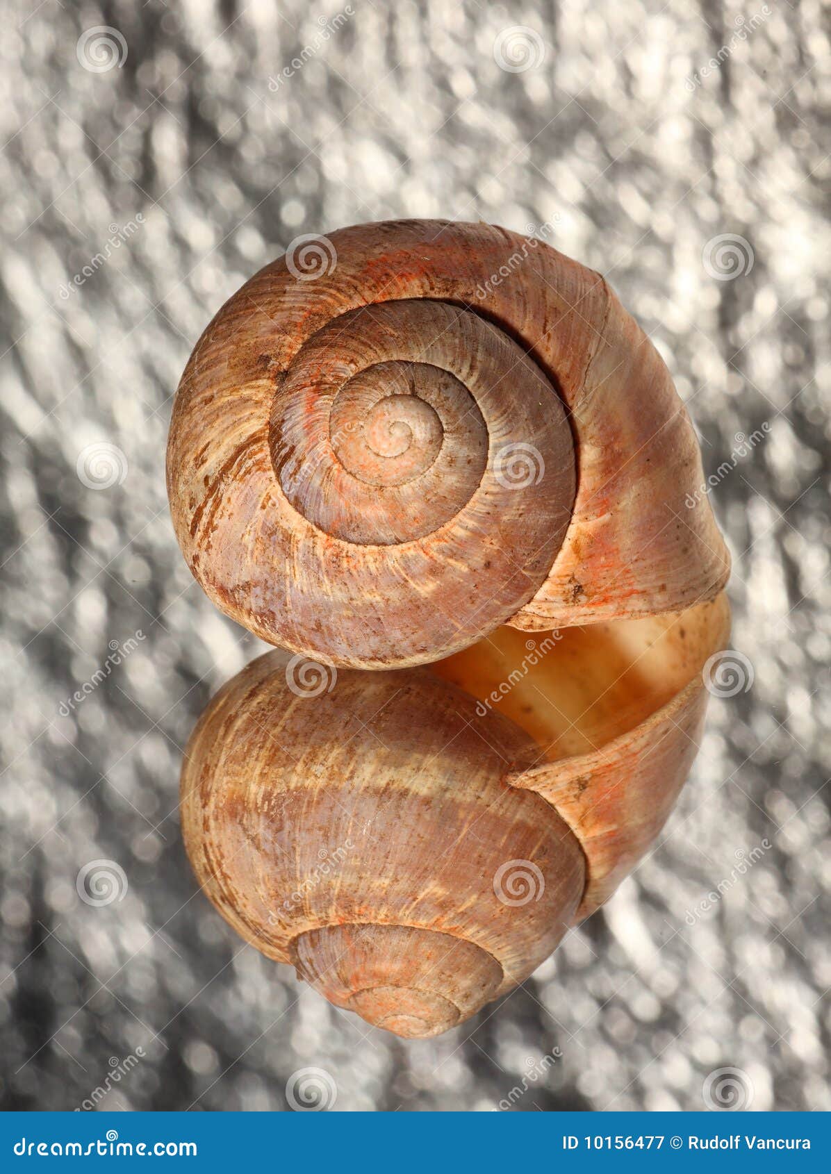 Brown Shell stock image. Image of design, detail, snail - 10156477