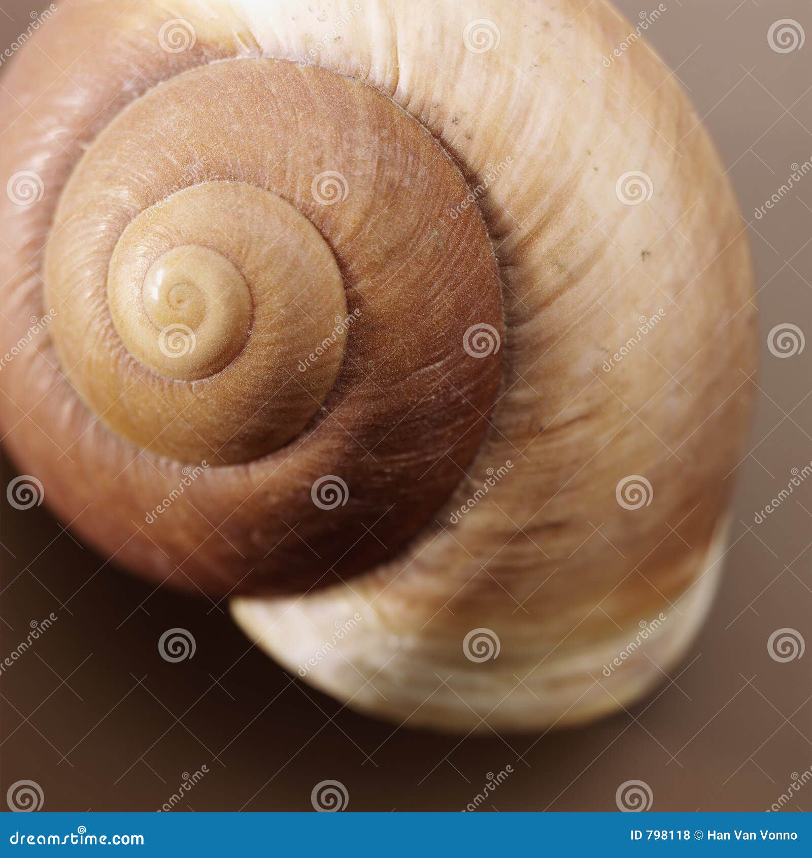 Brown Shell With Small Veins Isolated On White Background. Decoration ...