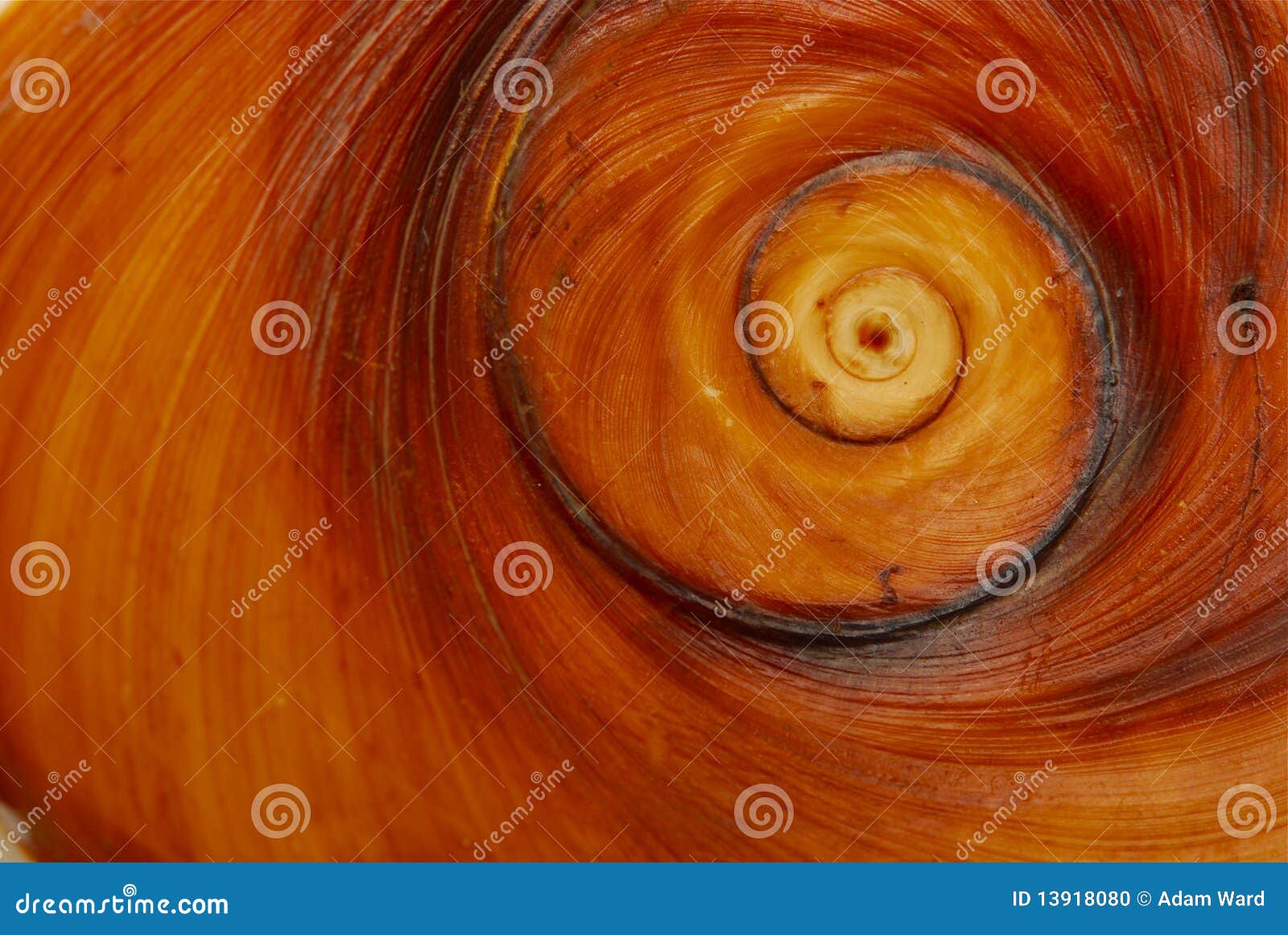 Brown shell background stock photo. Image of close, seashell - 13918080