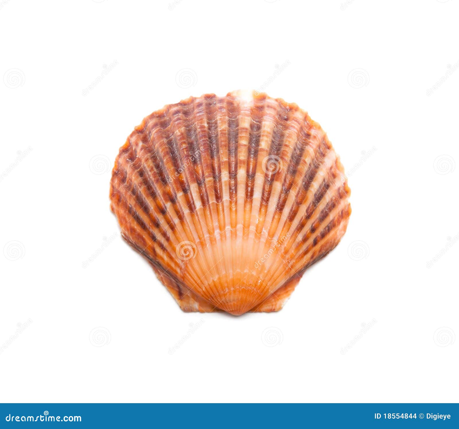 Brown Shell With Small Veins Isolated On White Background. Decoration ...