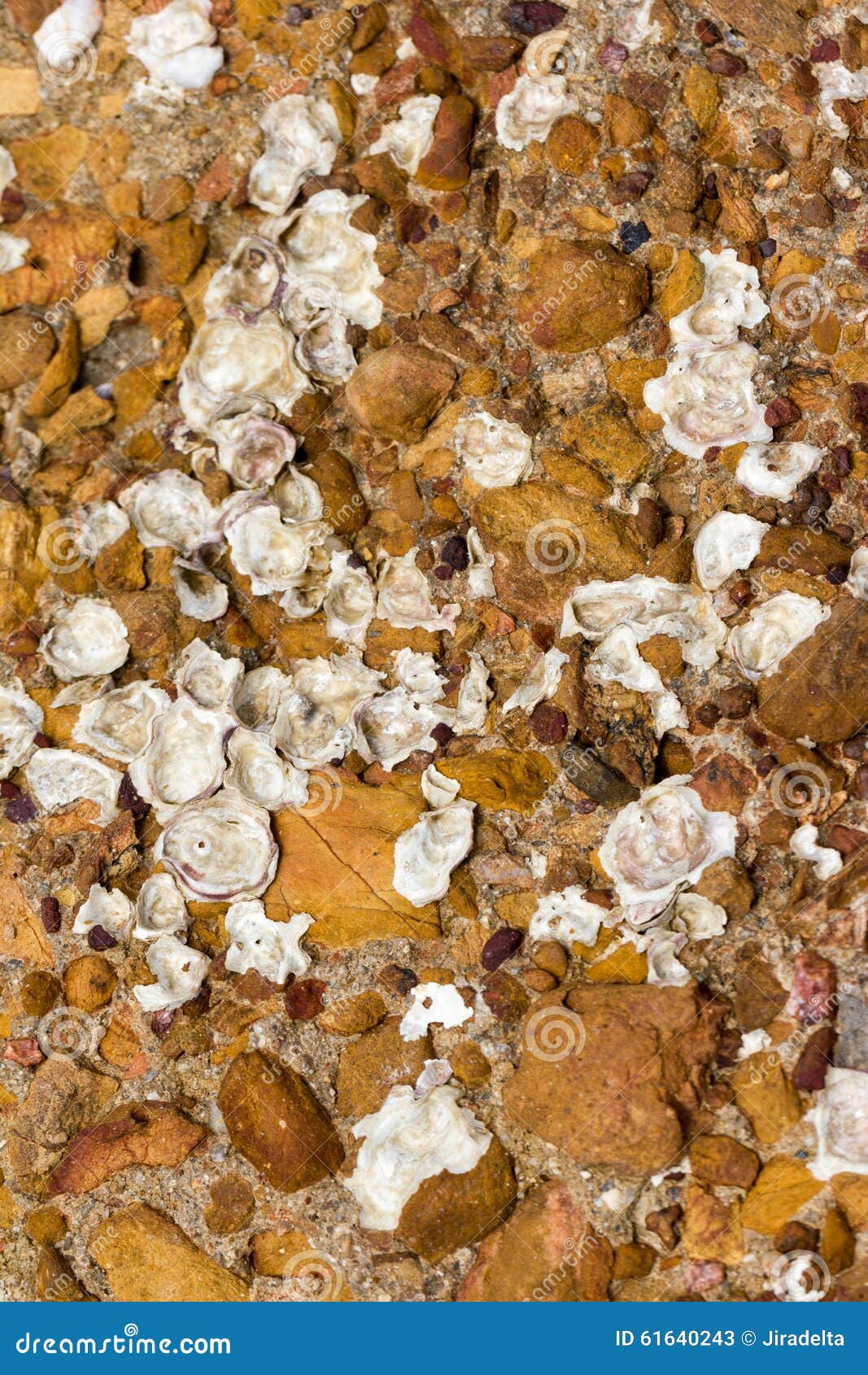 Sea Shell And Stone Pieces Texture Stock Photo | CartoonDealer.com ...