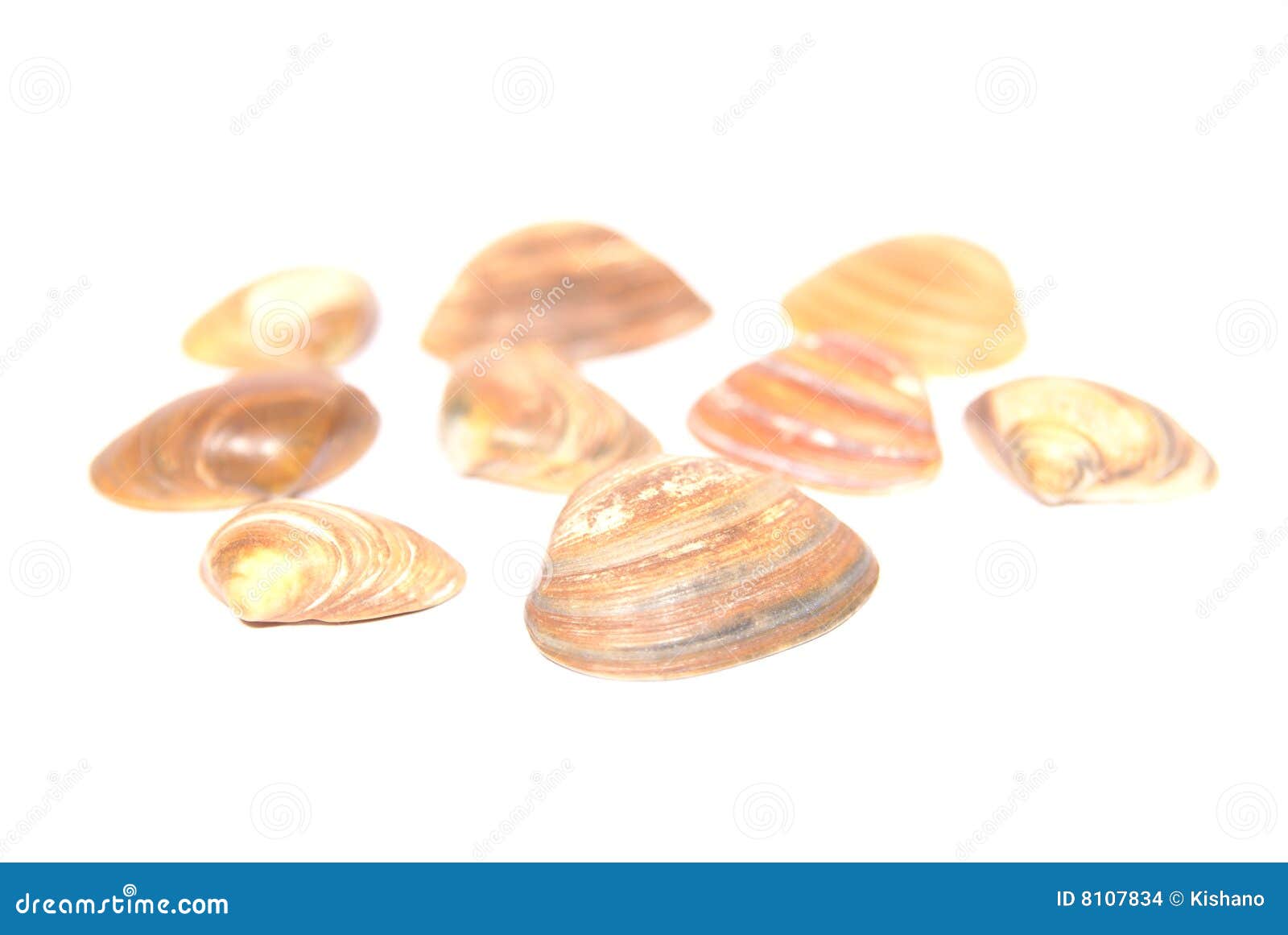 Brown-Shells stockfoto. Bild von meer, getrennt, wasser - 8107834