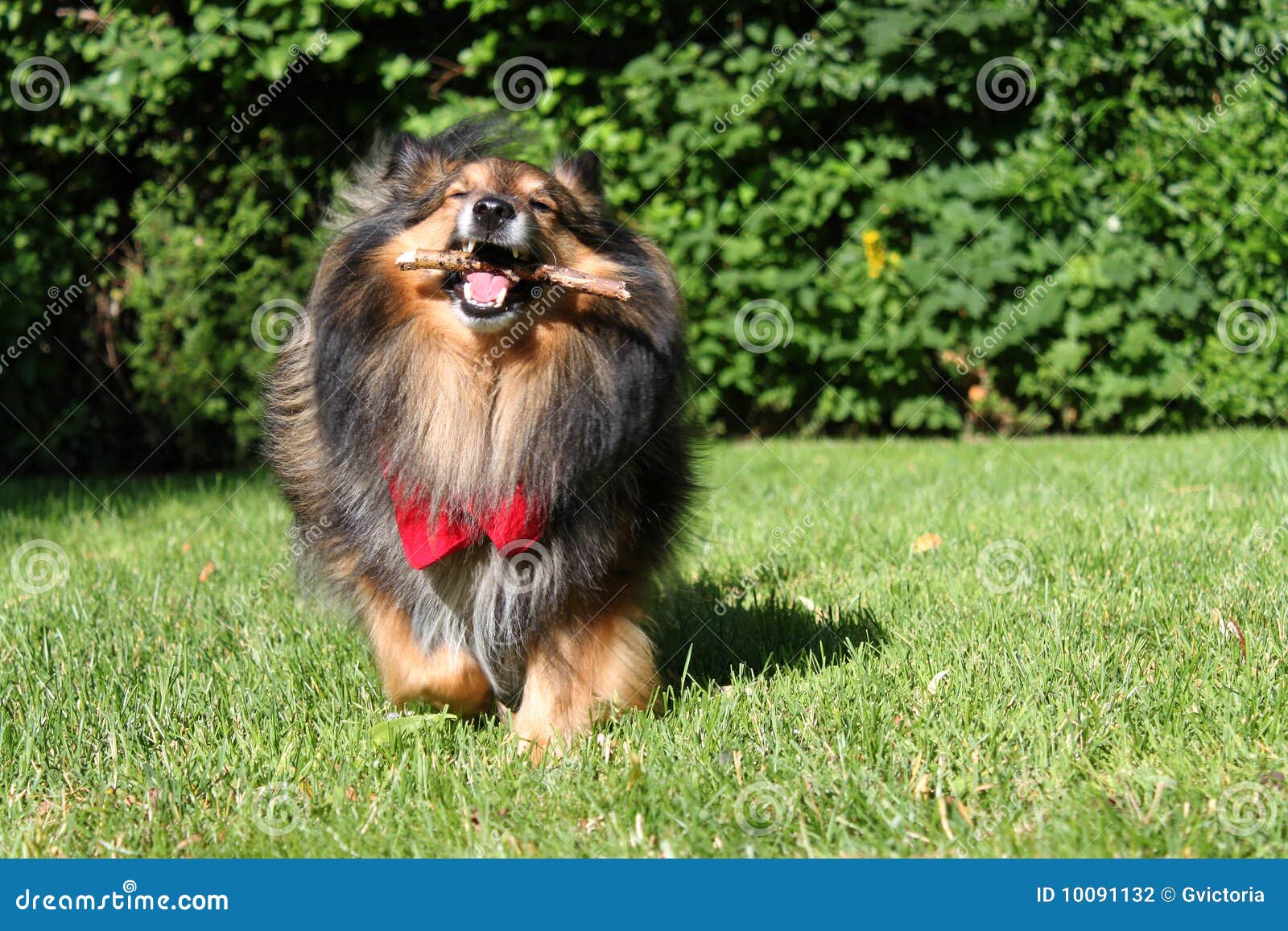 Brown Sheltie stock photo. Image of playful, mammal, dogs - 10091132