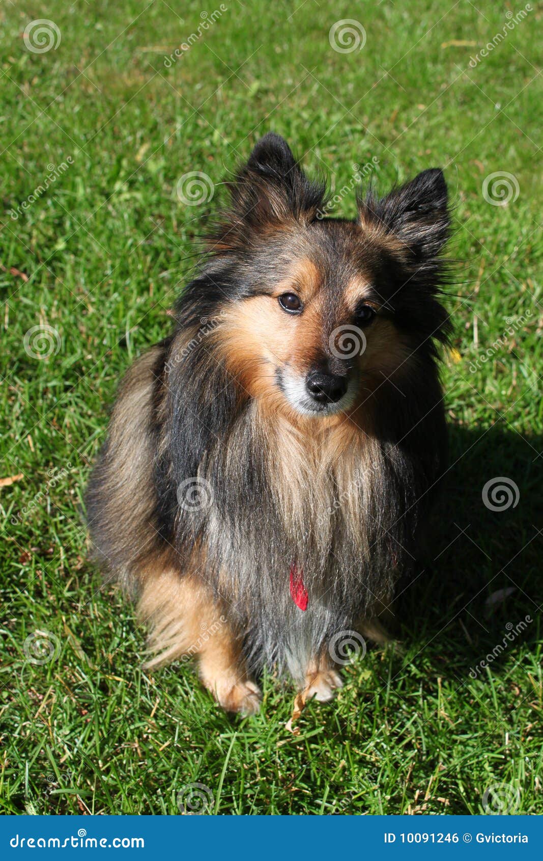 Brown Sheltie stock photo. Image of adult, outside, mammal - 10091246