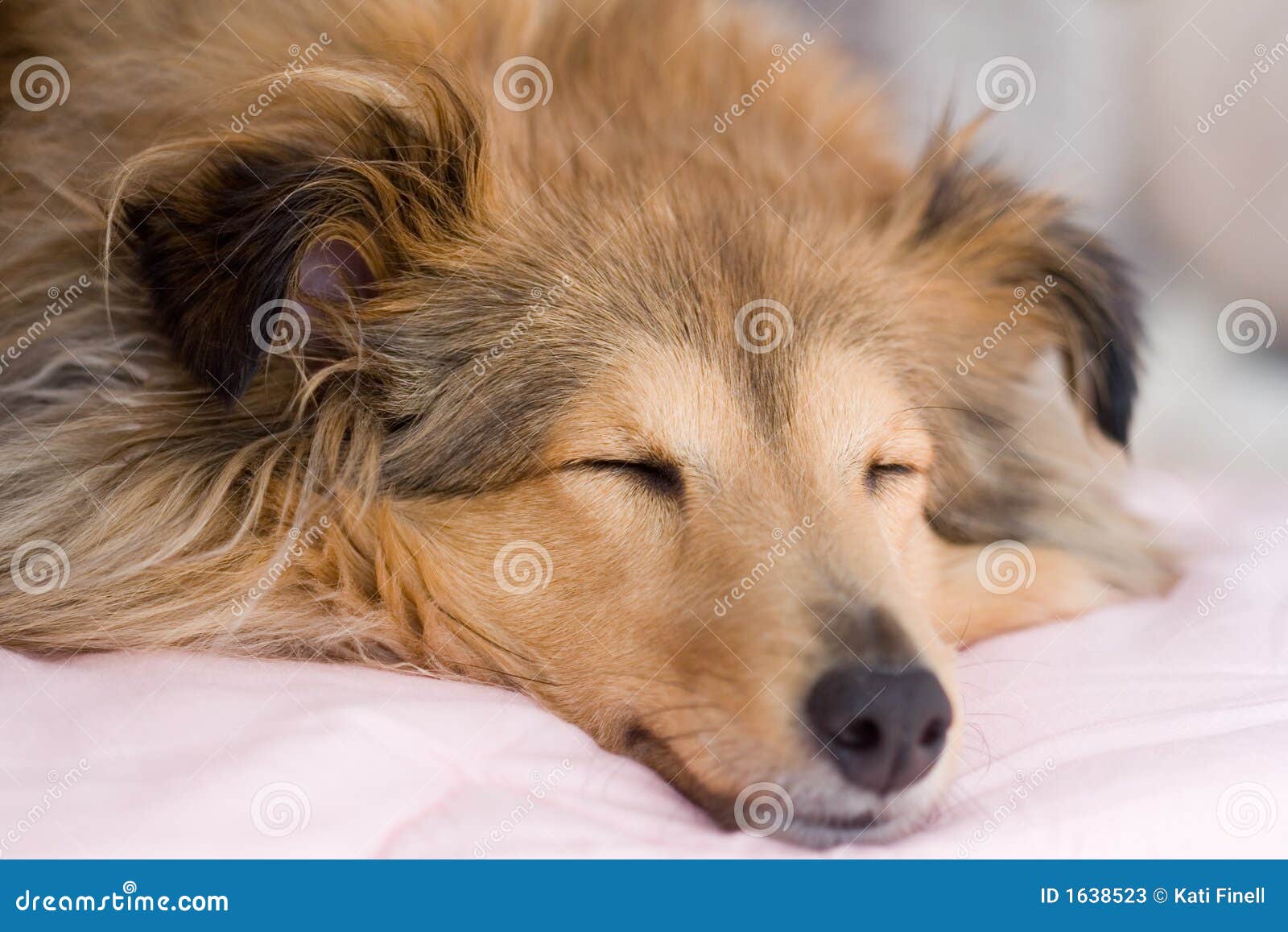 Brown sheltie stock image. Image of sheltie, shetland - 1638523
