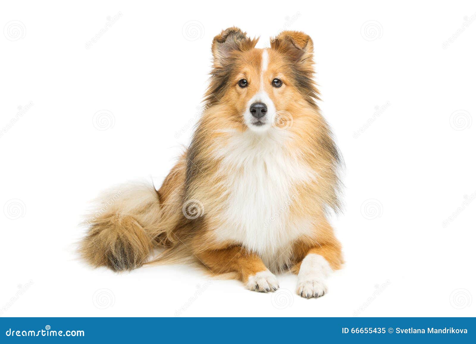 Brown sheltie dog stock image. Image of domestic, front - 66655435