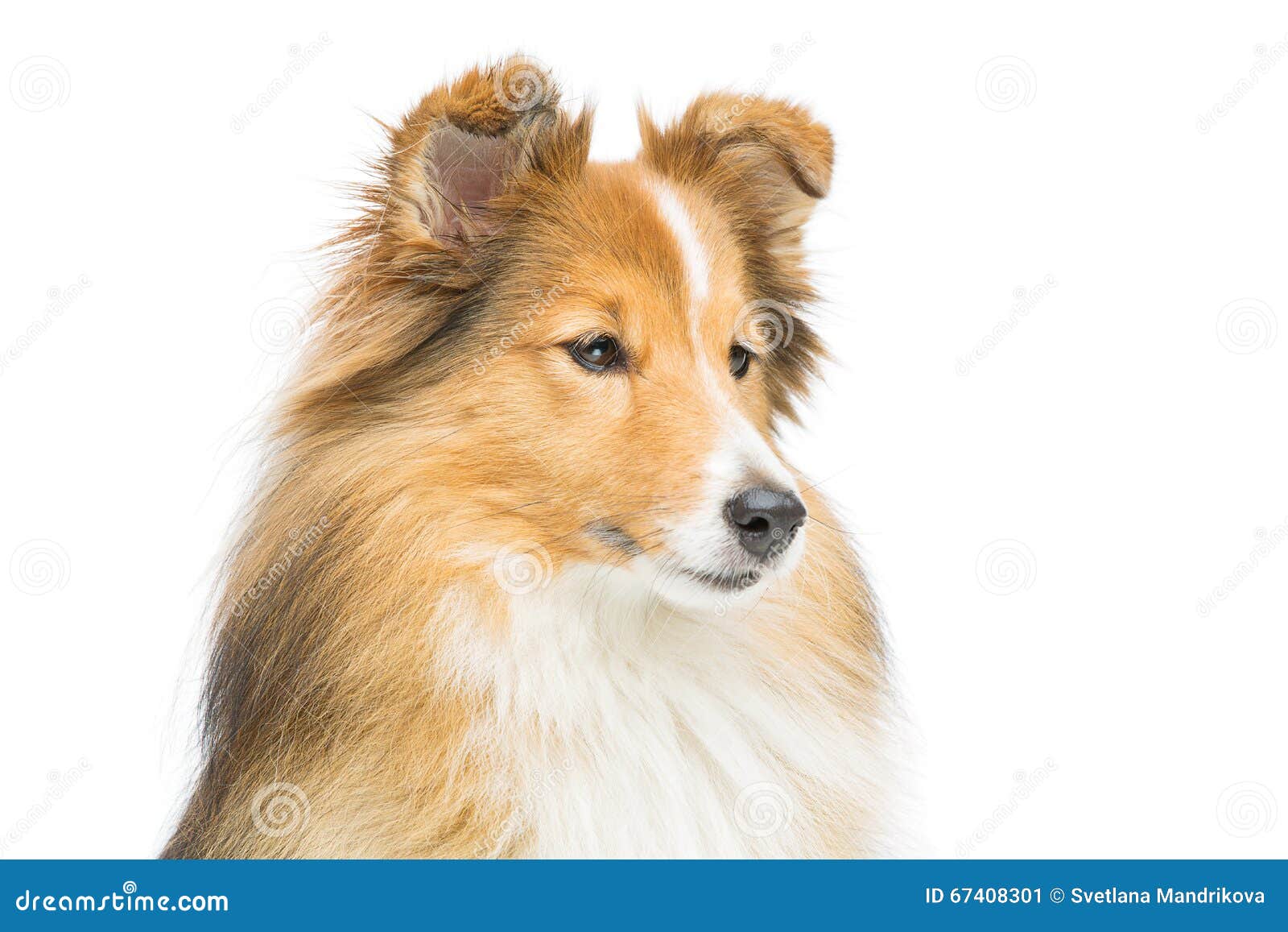 Brown sheltie dog stock image. Image of eyes, beautiful - 67408301