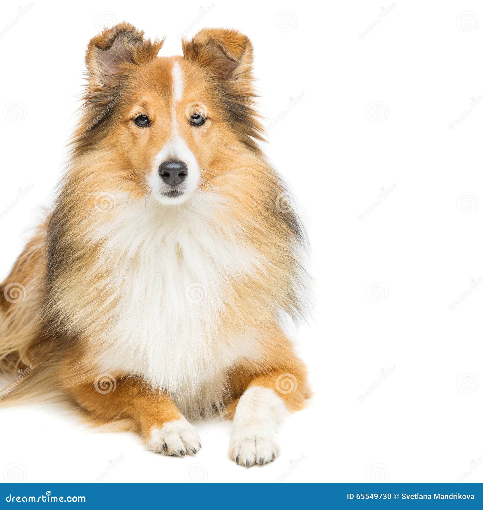 Brown sheltie dog stock photo. Image of adult, mammal - 65549730