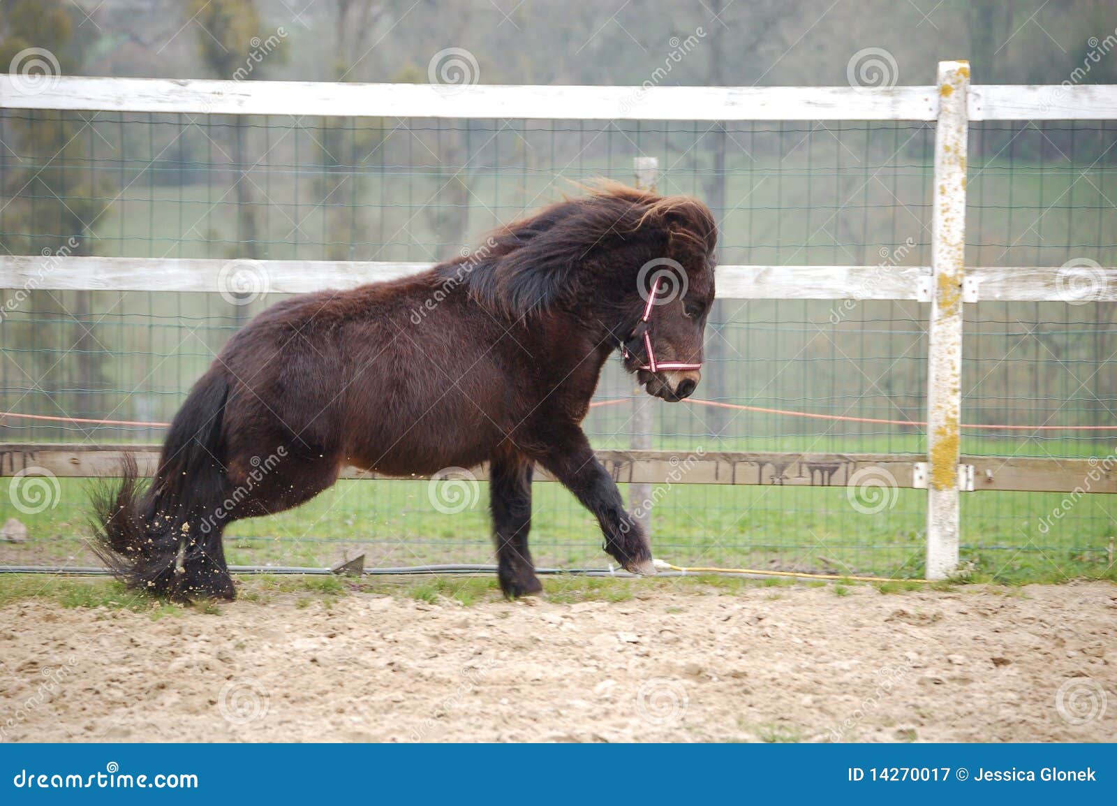 Brown Shetland Pony stock image. Image of sprinting, farm - 14270017
