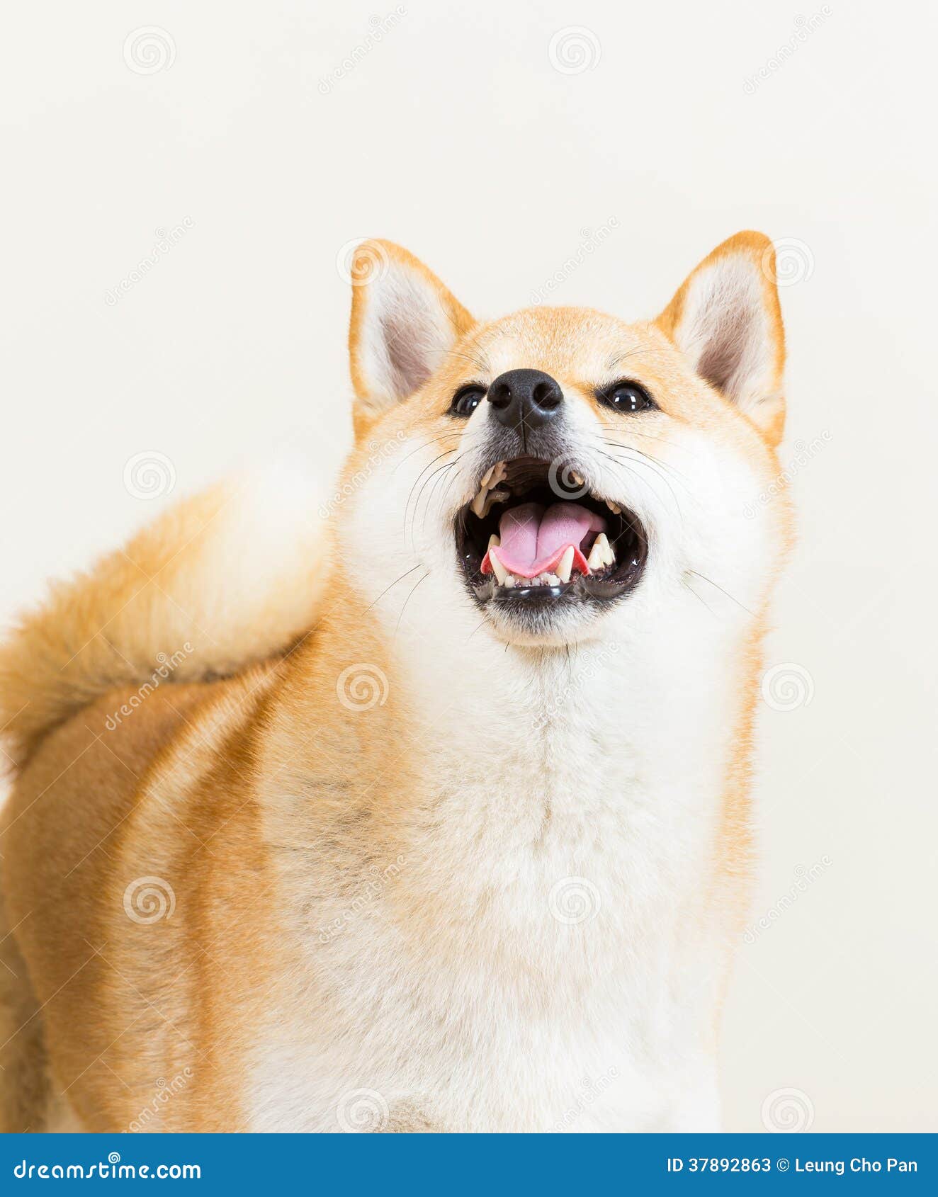 Brown shiba looking up stock image. Image of breed, home - 37892863