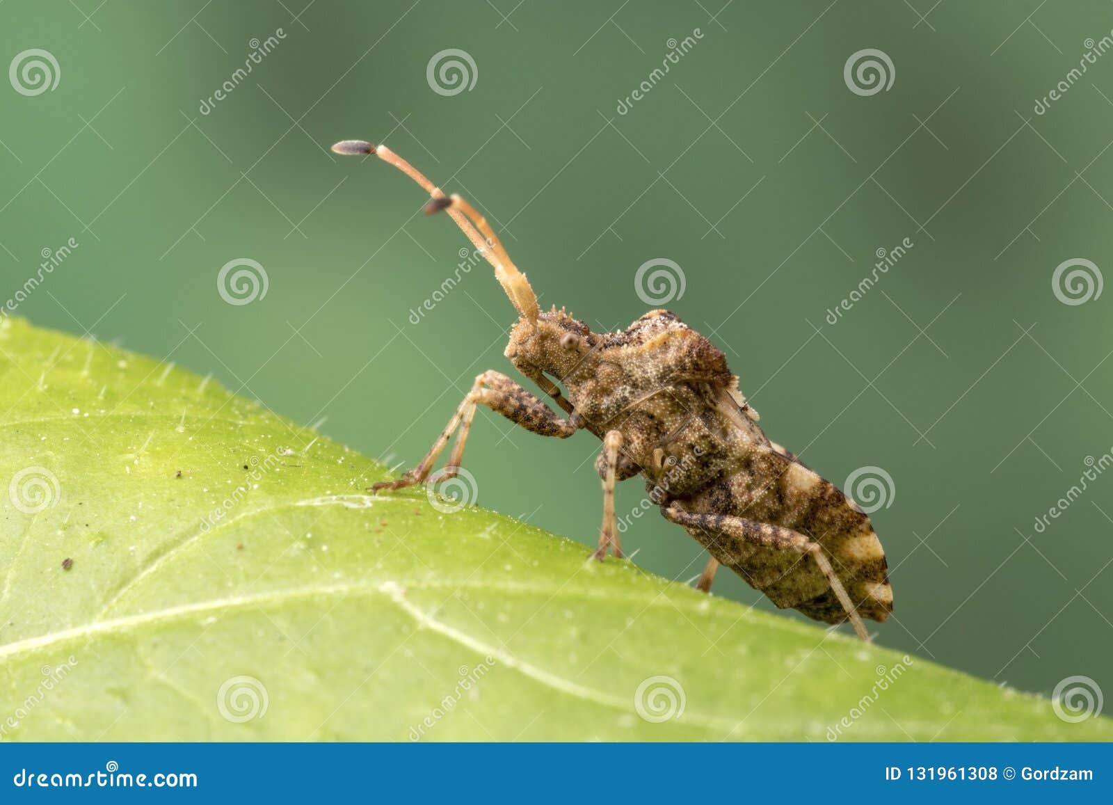 Brown shield bug Coreus sp stock photo. Image of leaf - 131961308